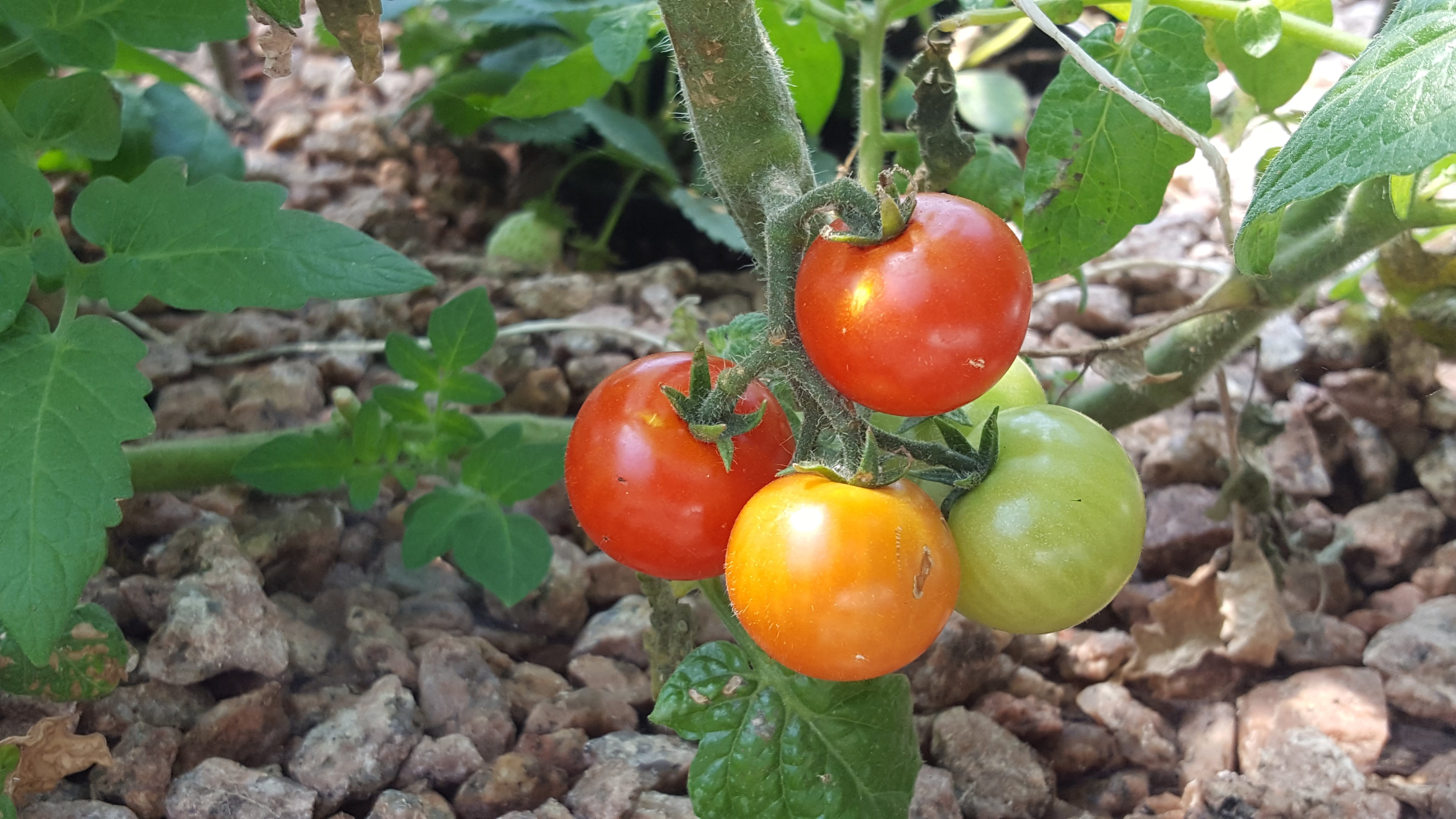 Farm Model Concept and $$$ Projections (BIP#4)