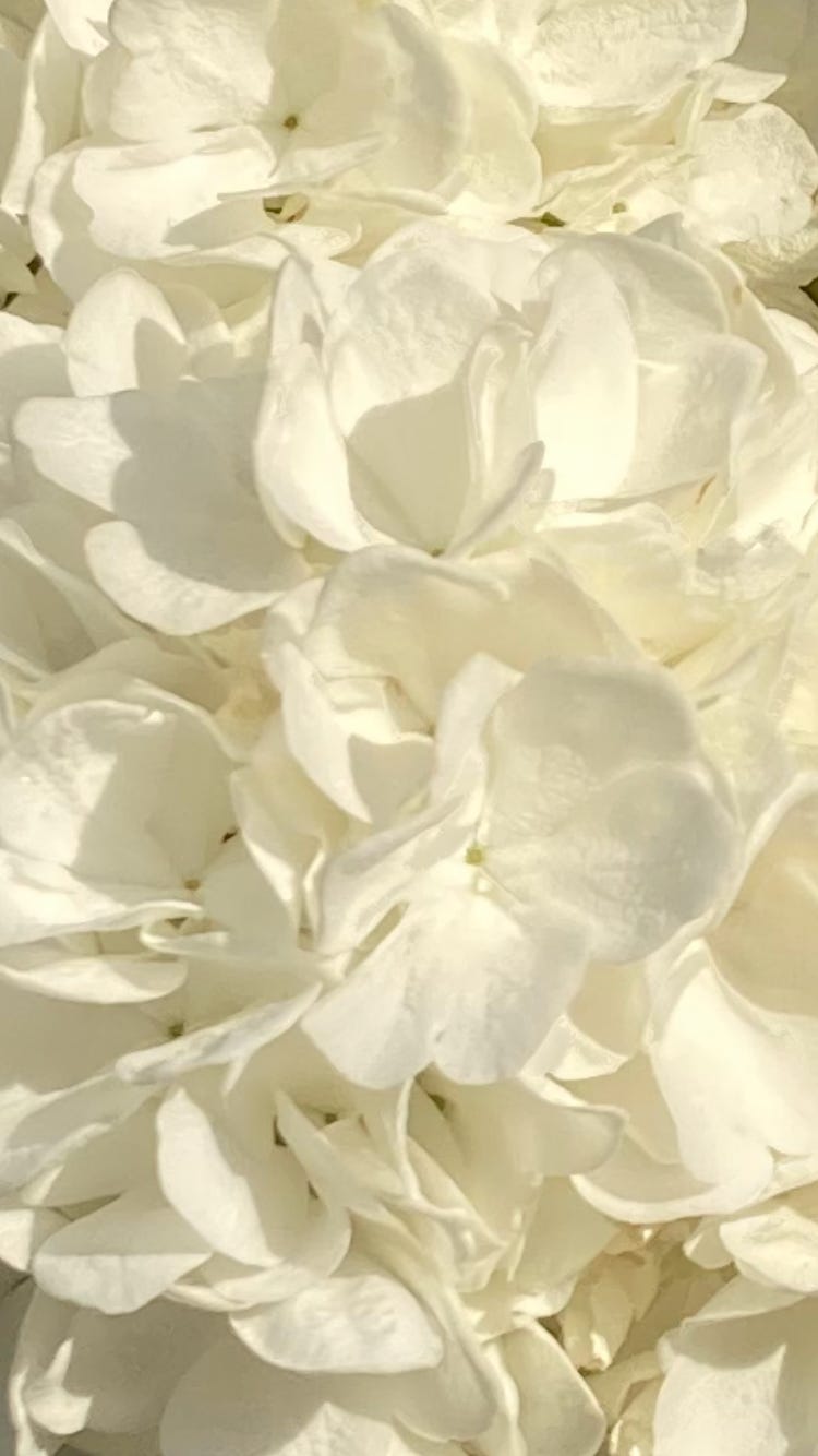 the insider. - ”Kitten’s Secret Garden”