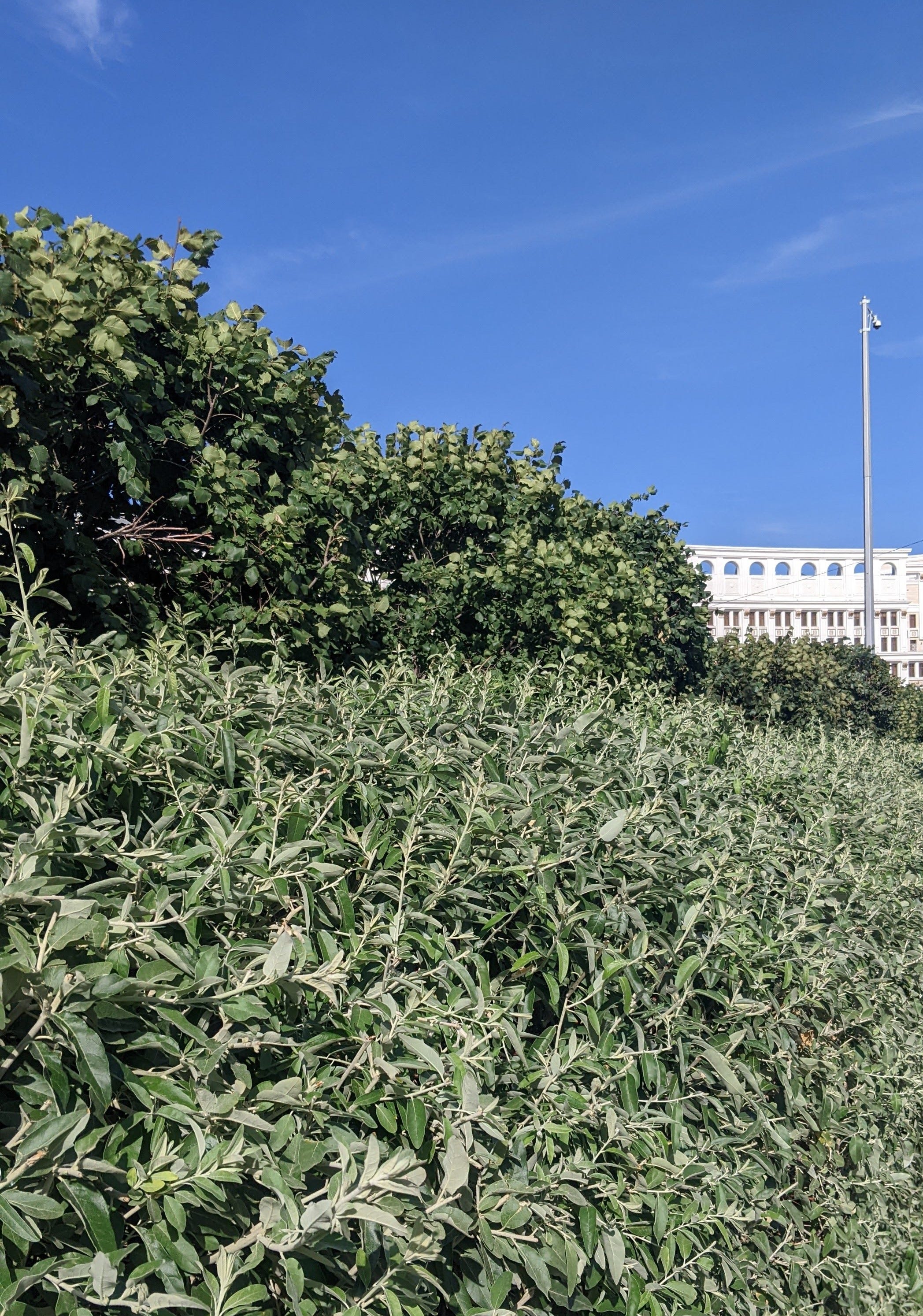 Balkan Ecology Project : Eastern Travels - Kazakhstan - Growing trees ...