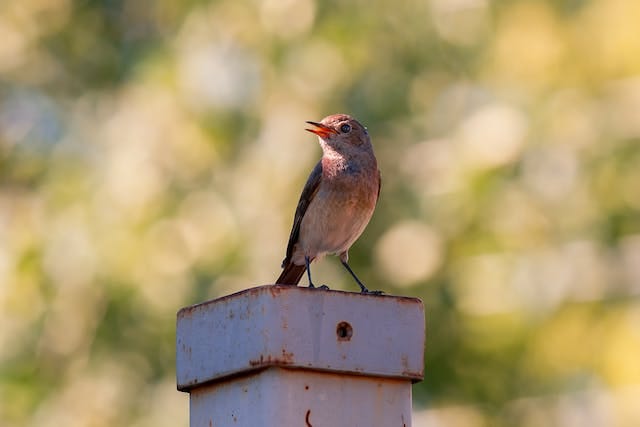Discovering 50 Bird Species And The Sounds They Make
