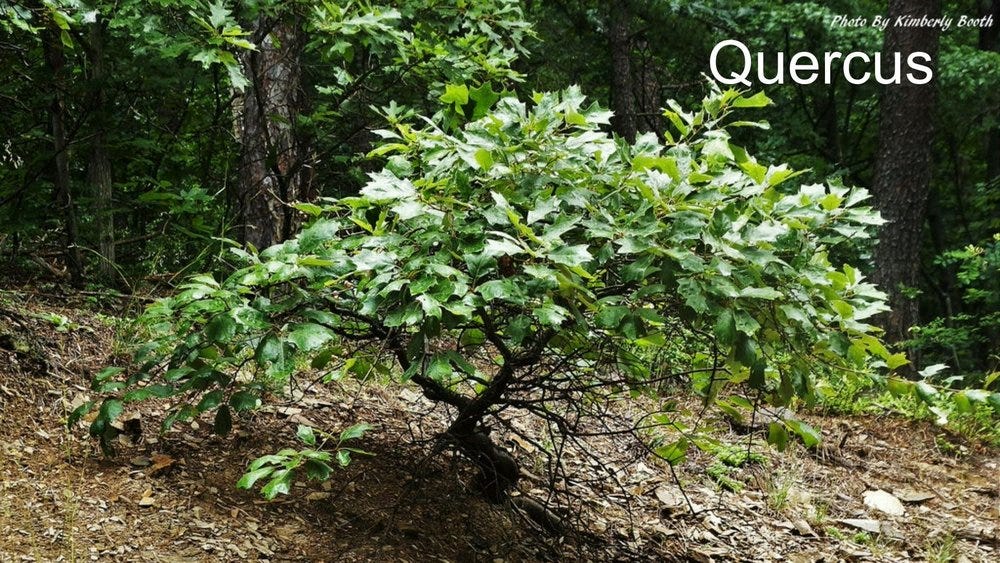 75 Fabulous Native Shrubs and Trees - by Heather Evans