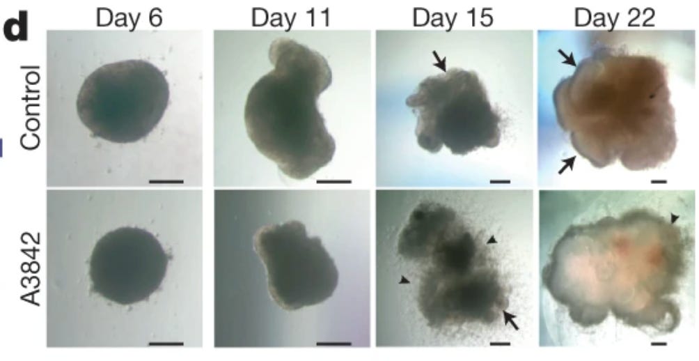 Biologisk psykiatri 3 - by Dr Erik Smedler