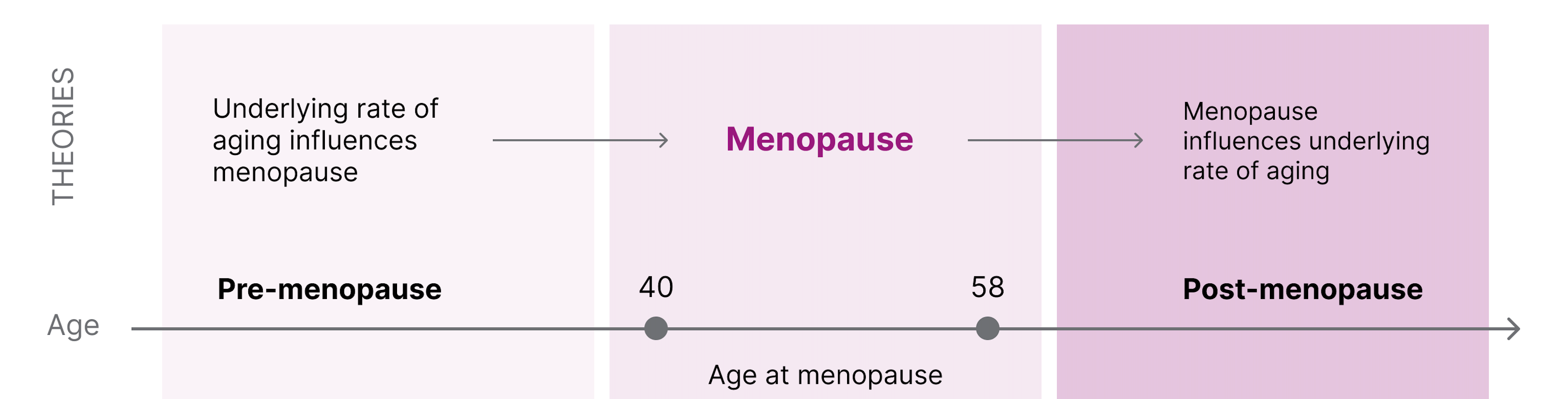 A guide to extend longevity by delaying menopause