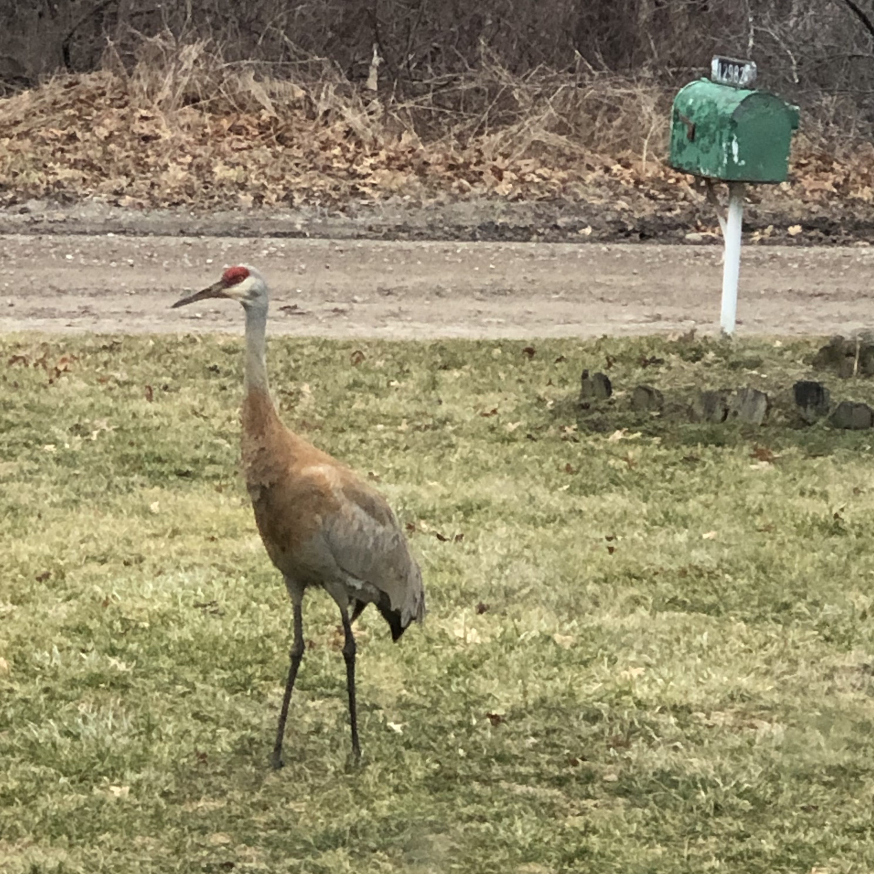 The Magical Mystery of Sandhill Cranes - by Deb Sinness