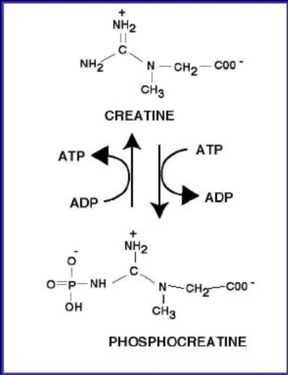 Creatine and mental health part one.