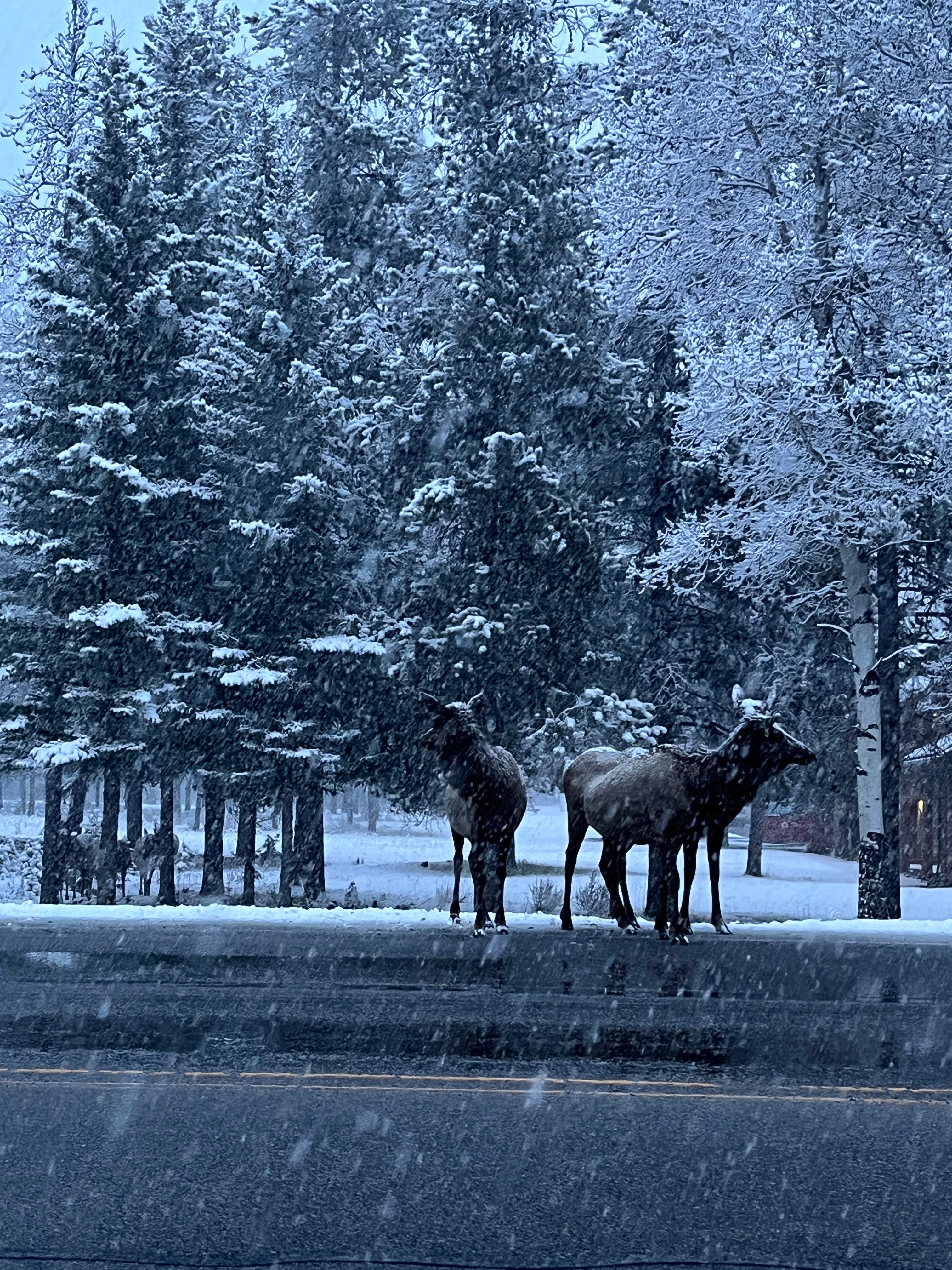 What would David Sedaris say about it? - by Alana Trachenko