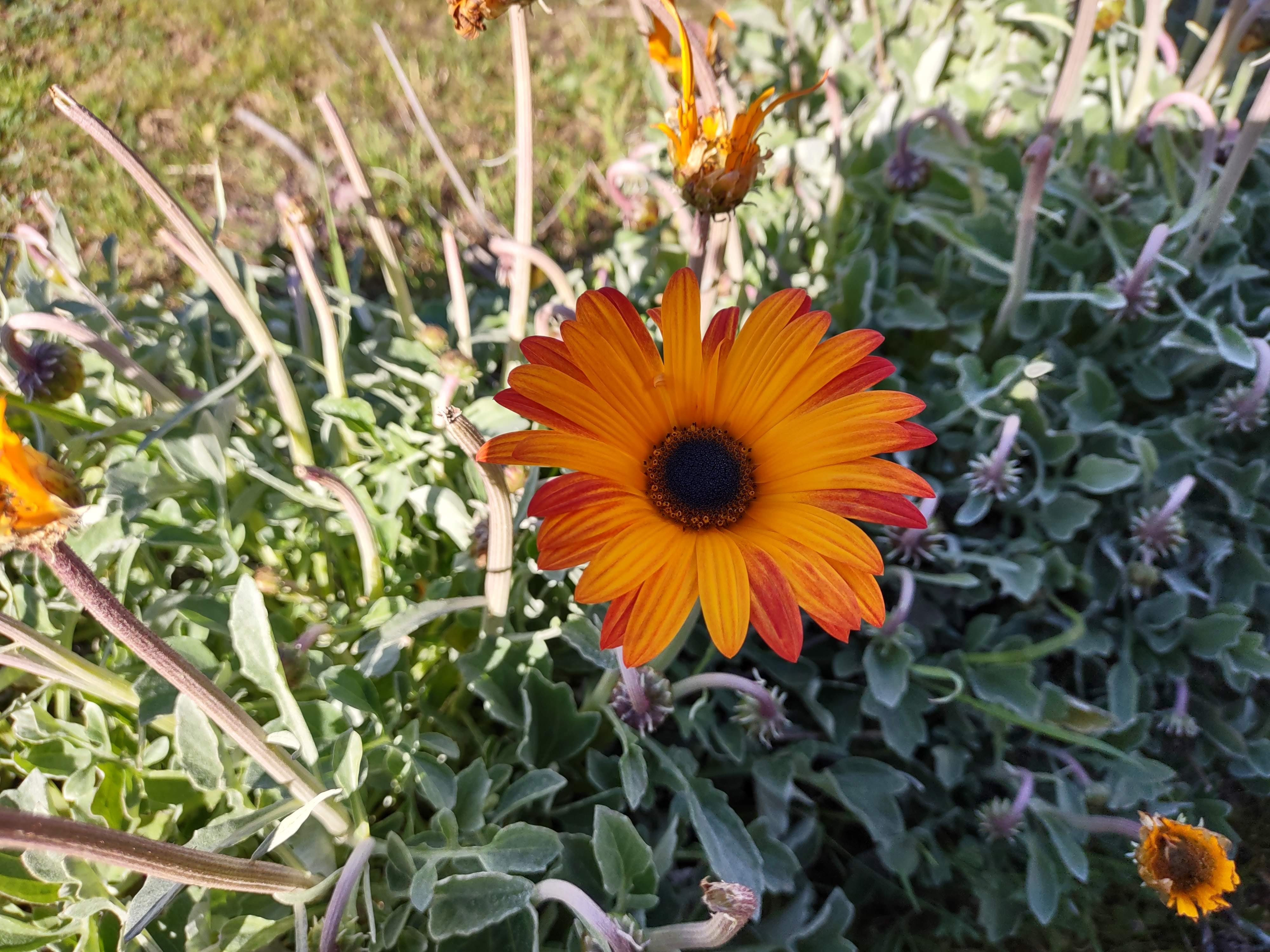 An Introduction to Limning the Ordinary - by Bonita Jewel