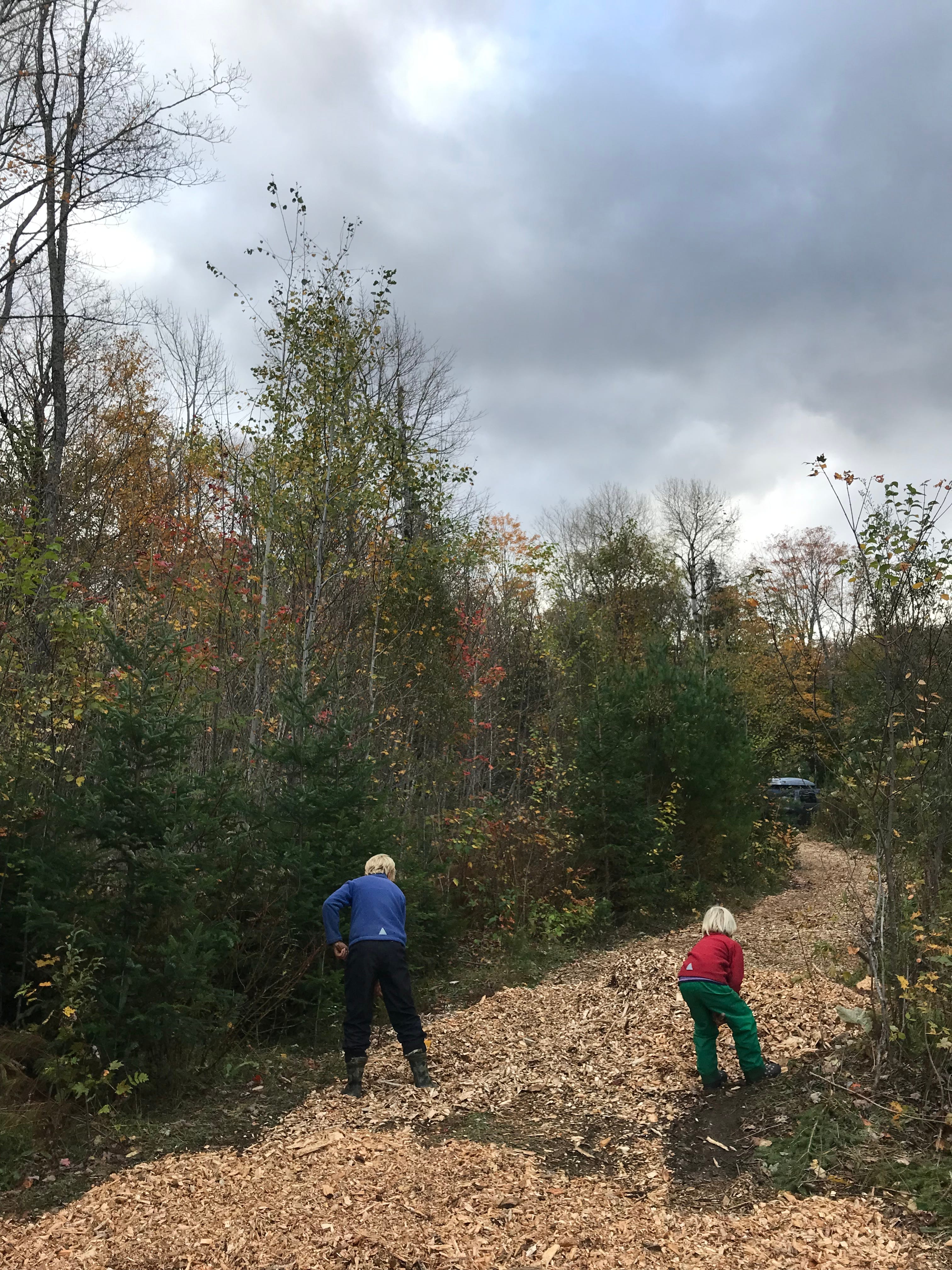 A Living Driveway - by Lydia Carr - Homewords