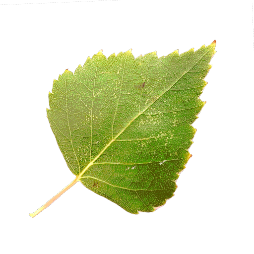 Join Lou Jackson’s subscriber chat