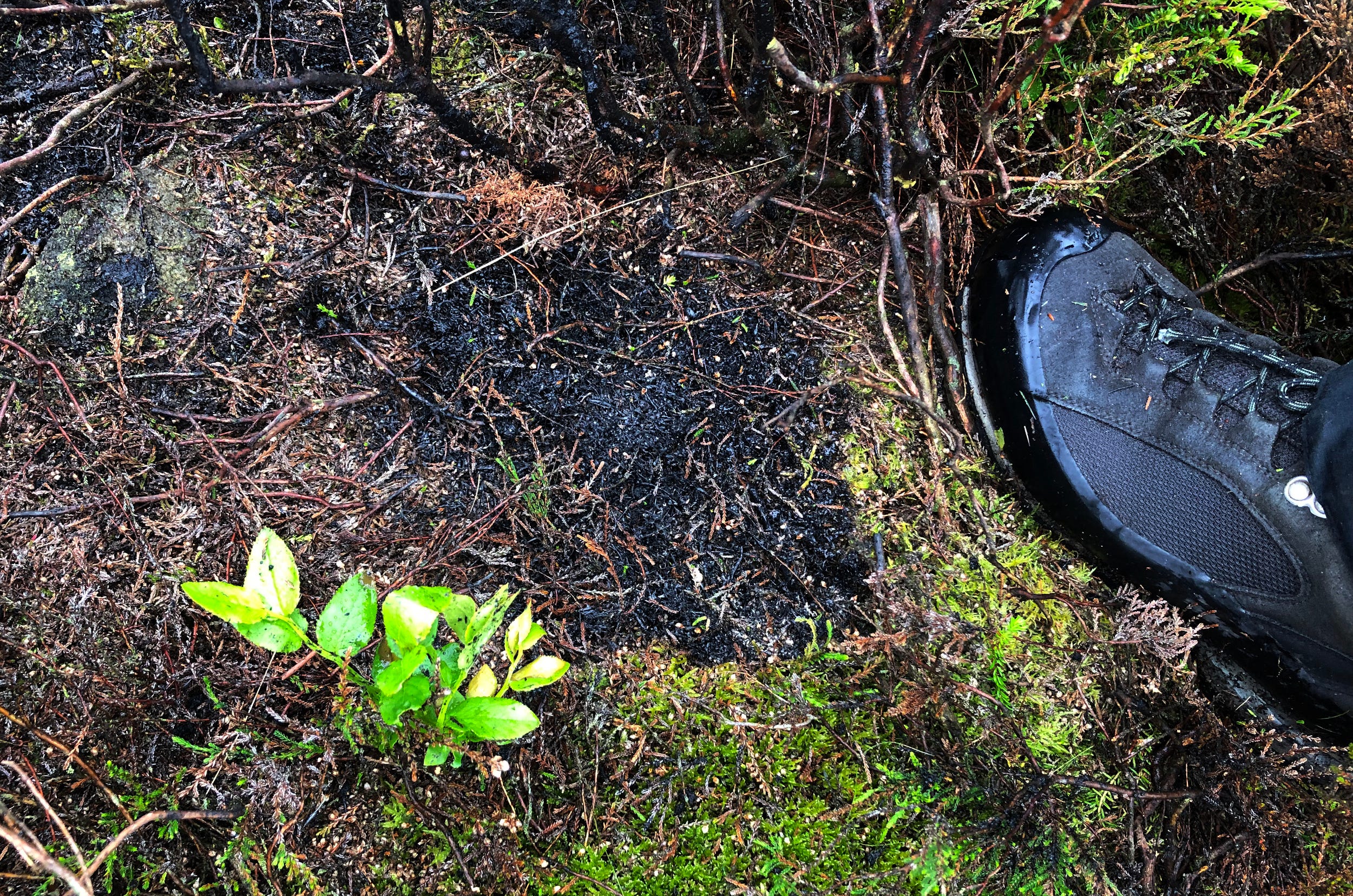 Firestarters - by David Bocking