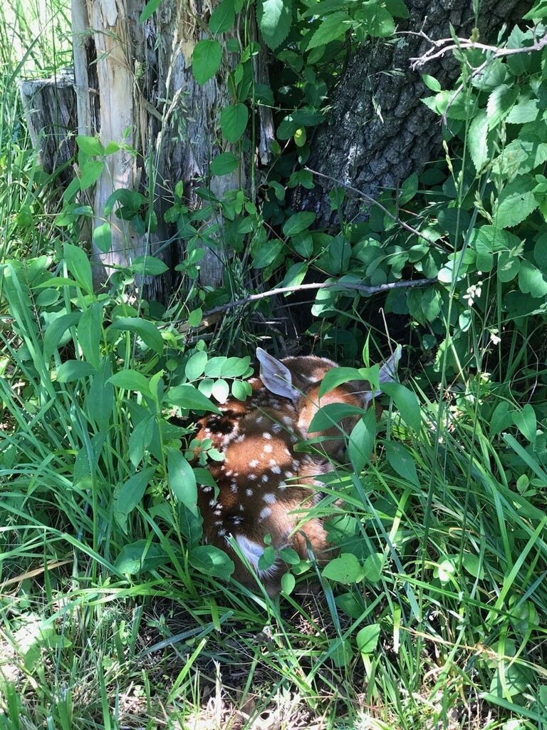 Puppies and Fawns - by Leann Buss - Leann’s Substack