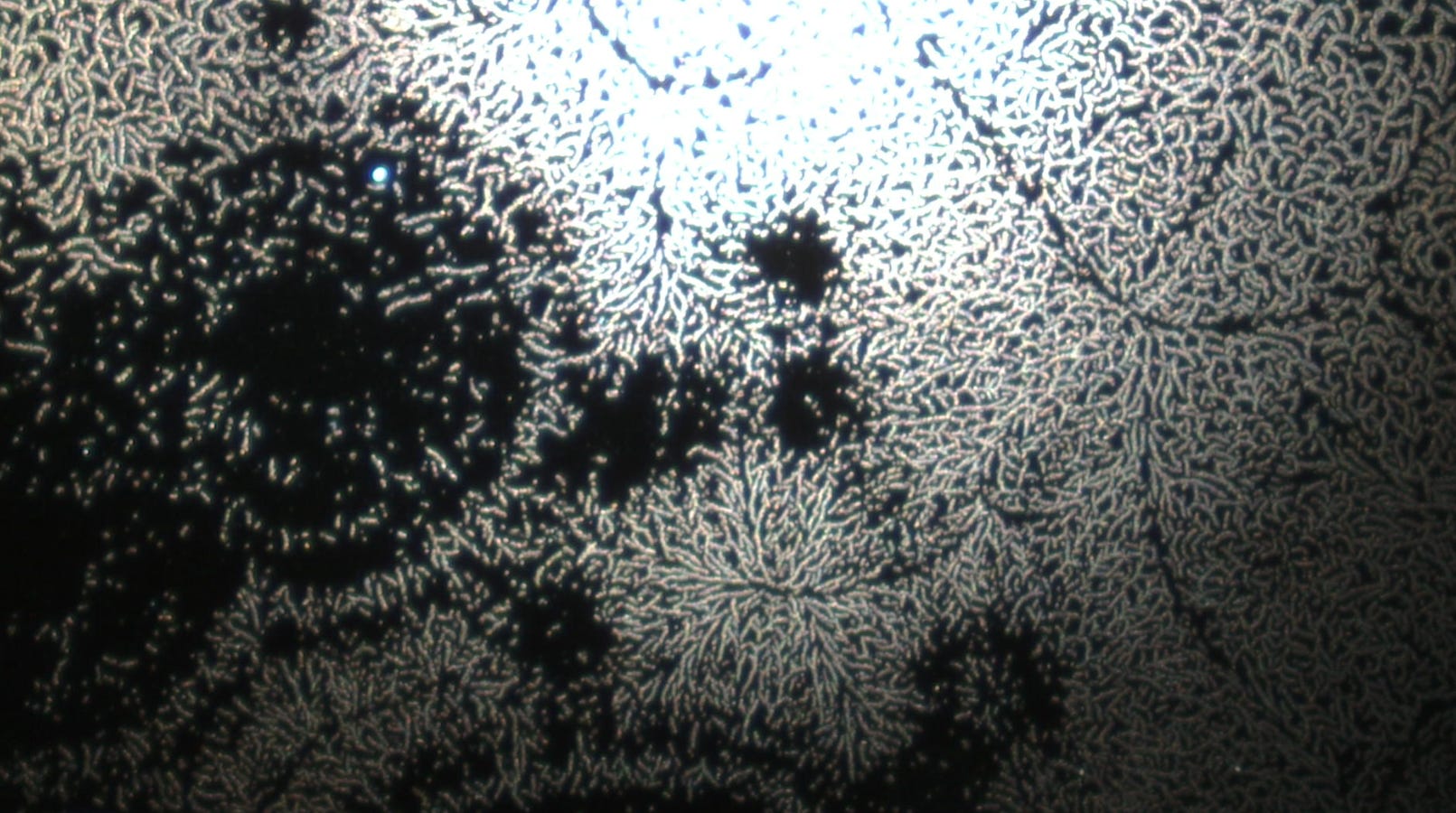 Darkfield Microscopy Of Pfizer's Enbrel (Etanercept) Shows Nanoantennas ...