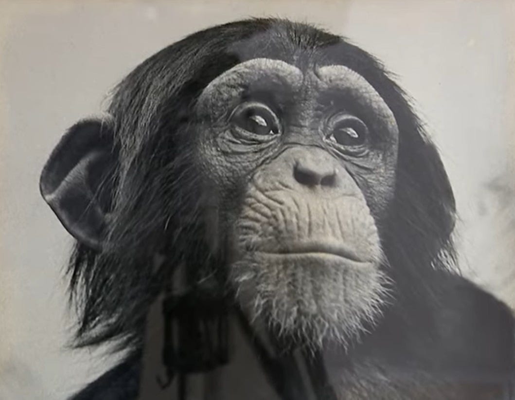 Congo - the Chimpanzee Artist - by Michael Jackson Smith
