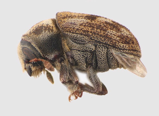 Bark Beetles - by Jane - Whimsy and Pique