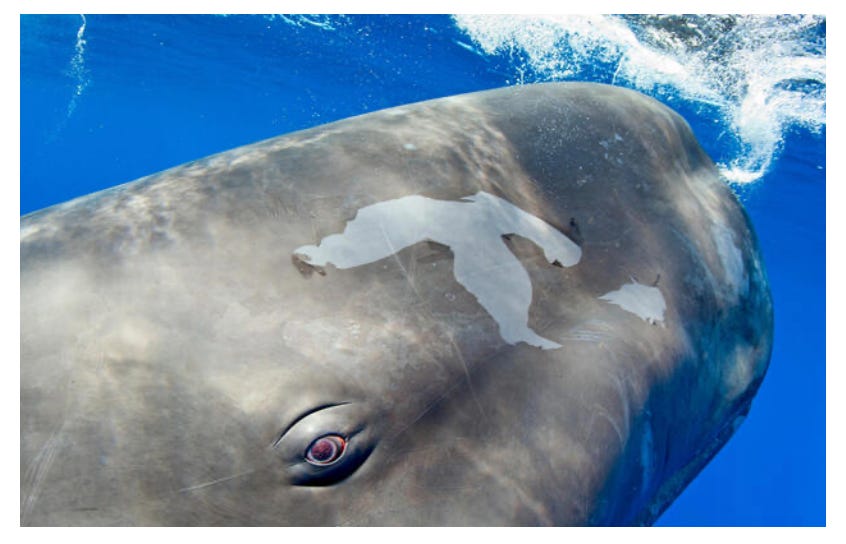 #5 – Moby – Coming Sunday, June 16th - by Adam Nathan