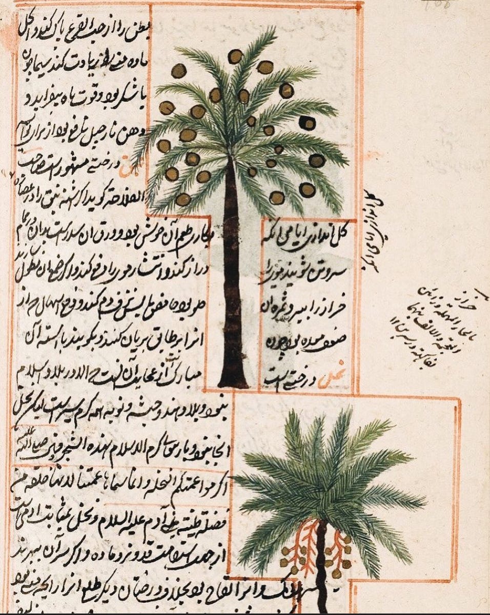 Andalus and FalasTin, via Indigeneity