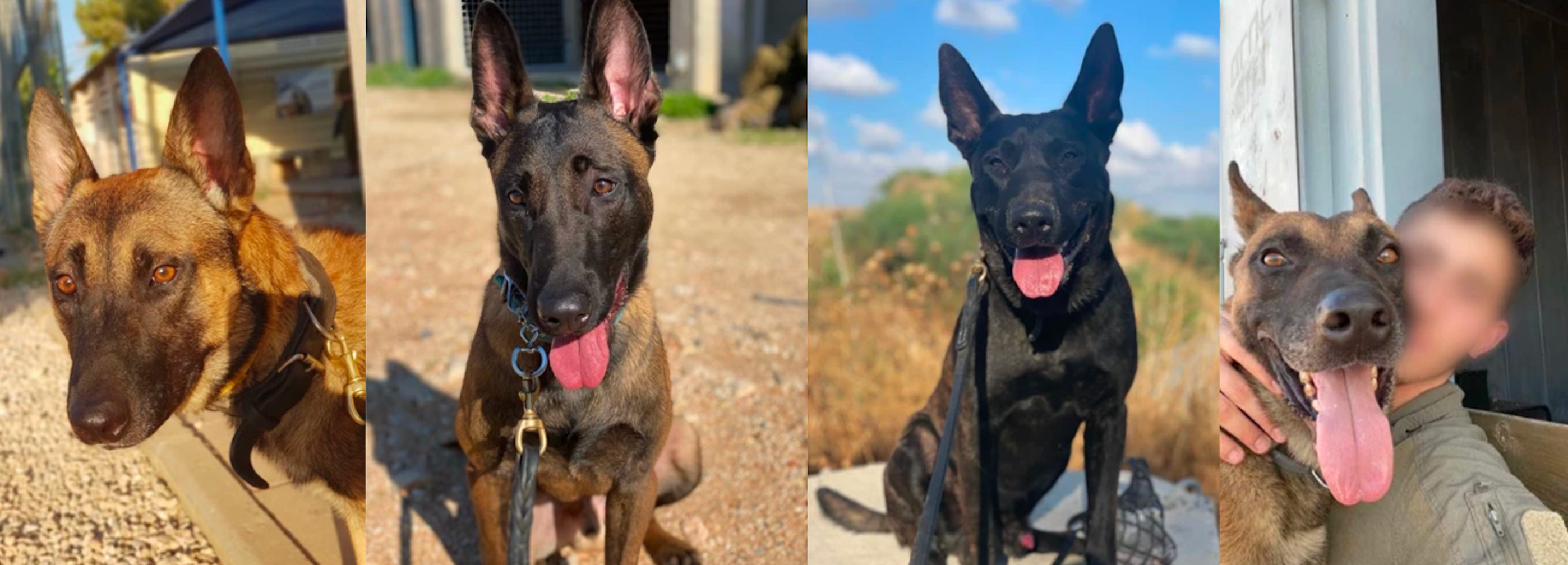 The Dogs of War - by LTC Nadav Shoshani