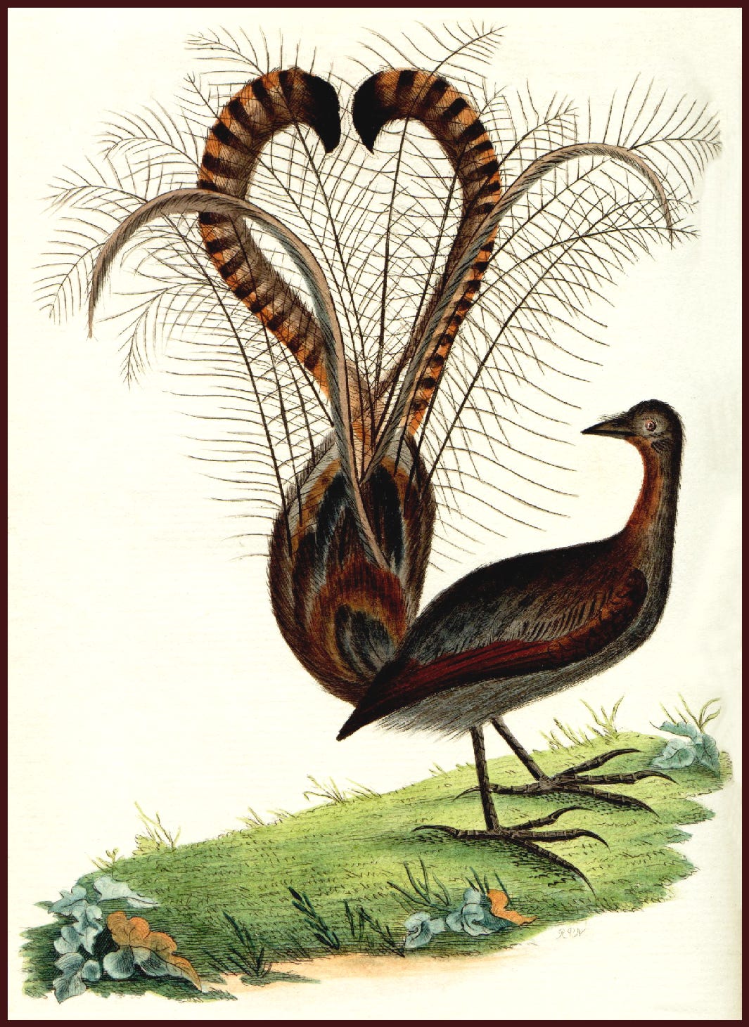 The Fantastic Lyre Bird of Australia - by Katrina Haney