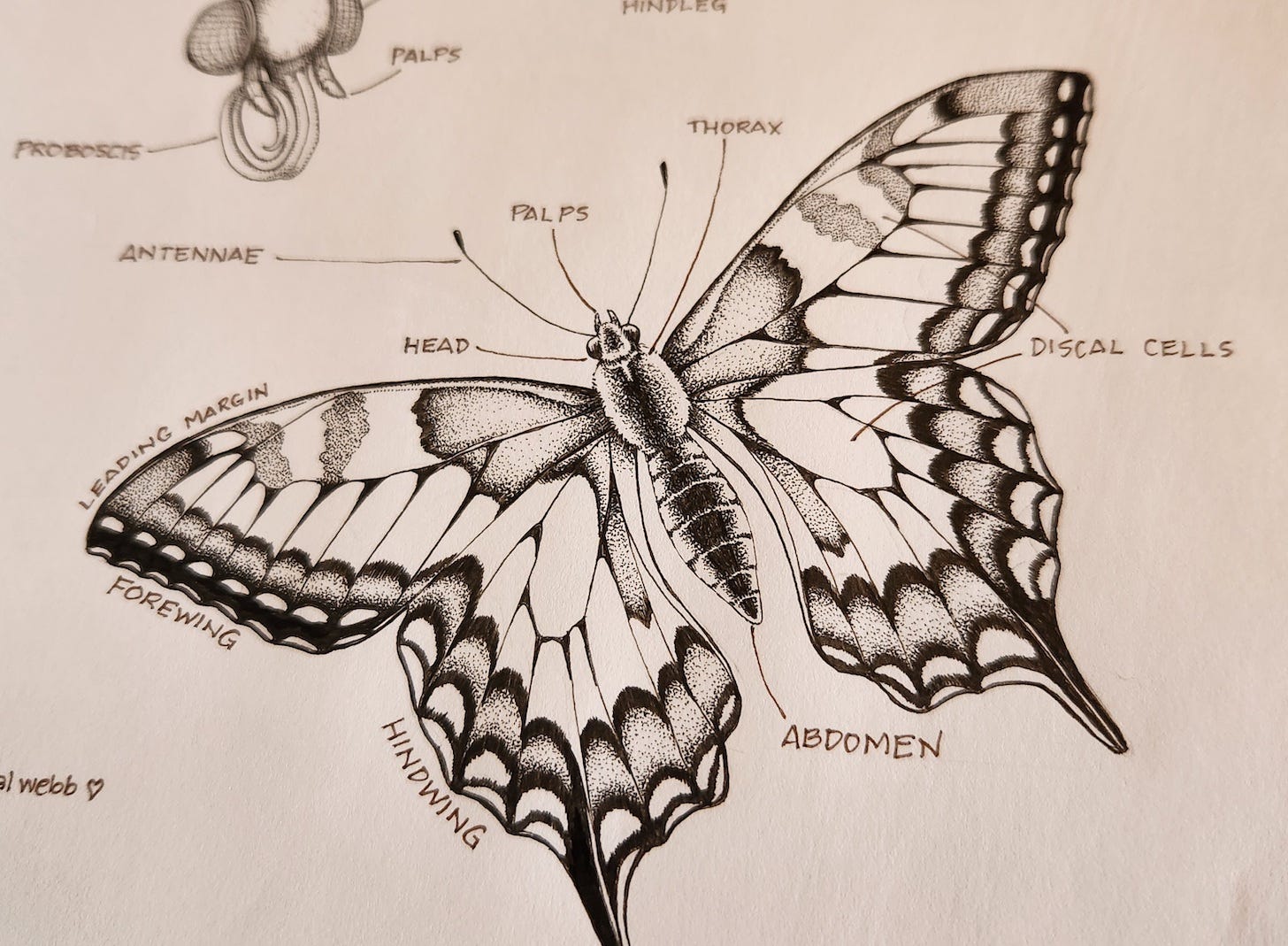 Butterfly Anatomy - by Val Webb - Drawing the Natural World