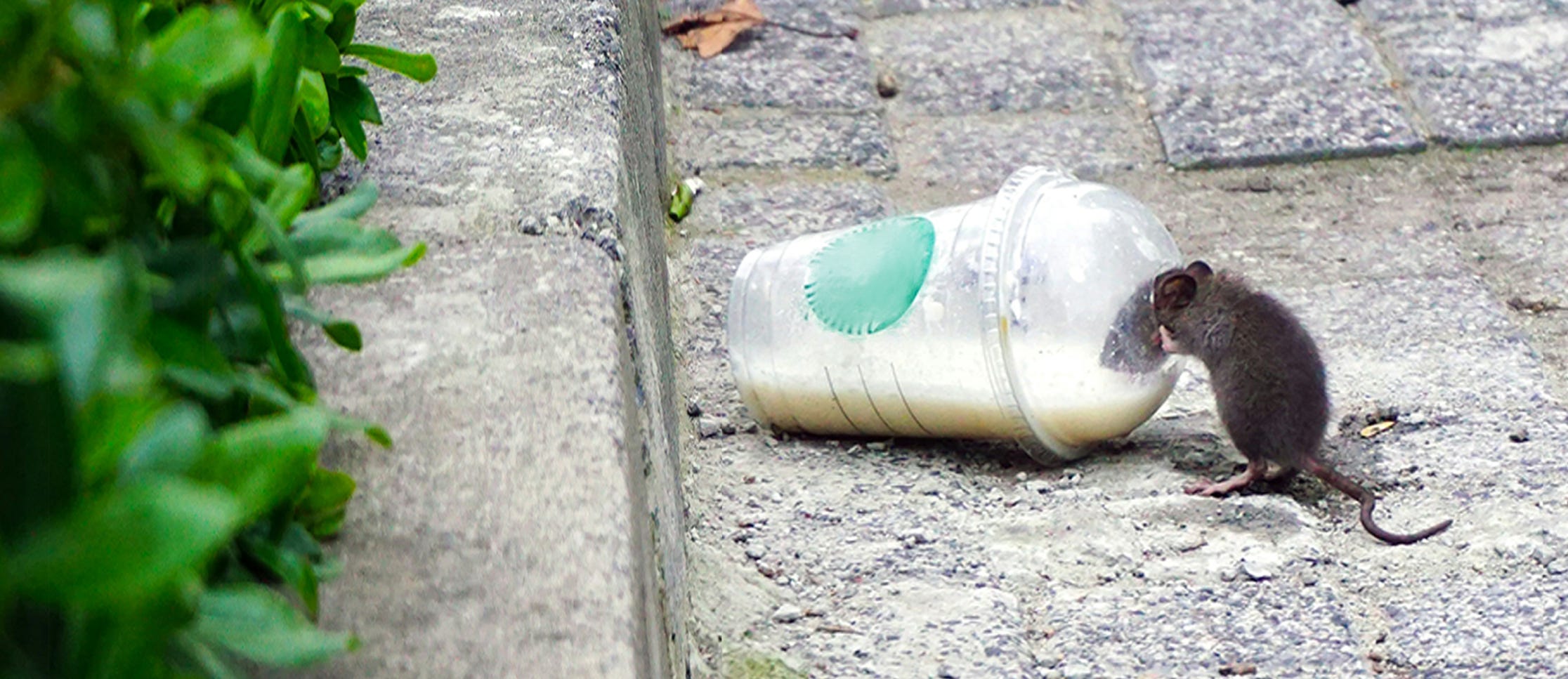 Cows, Rats, and Climate Change - by Katharine Hayhoe