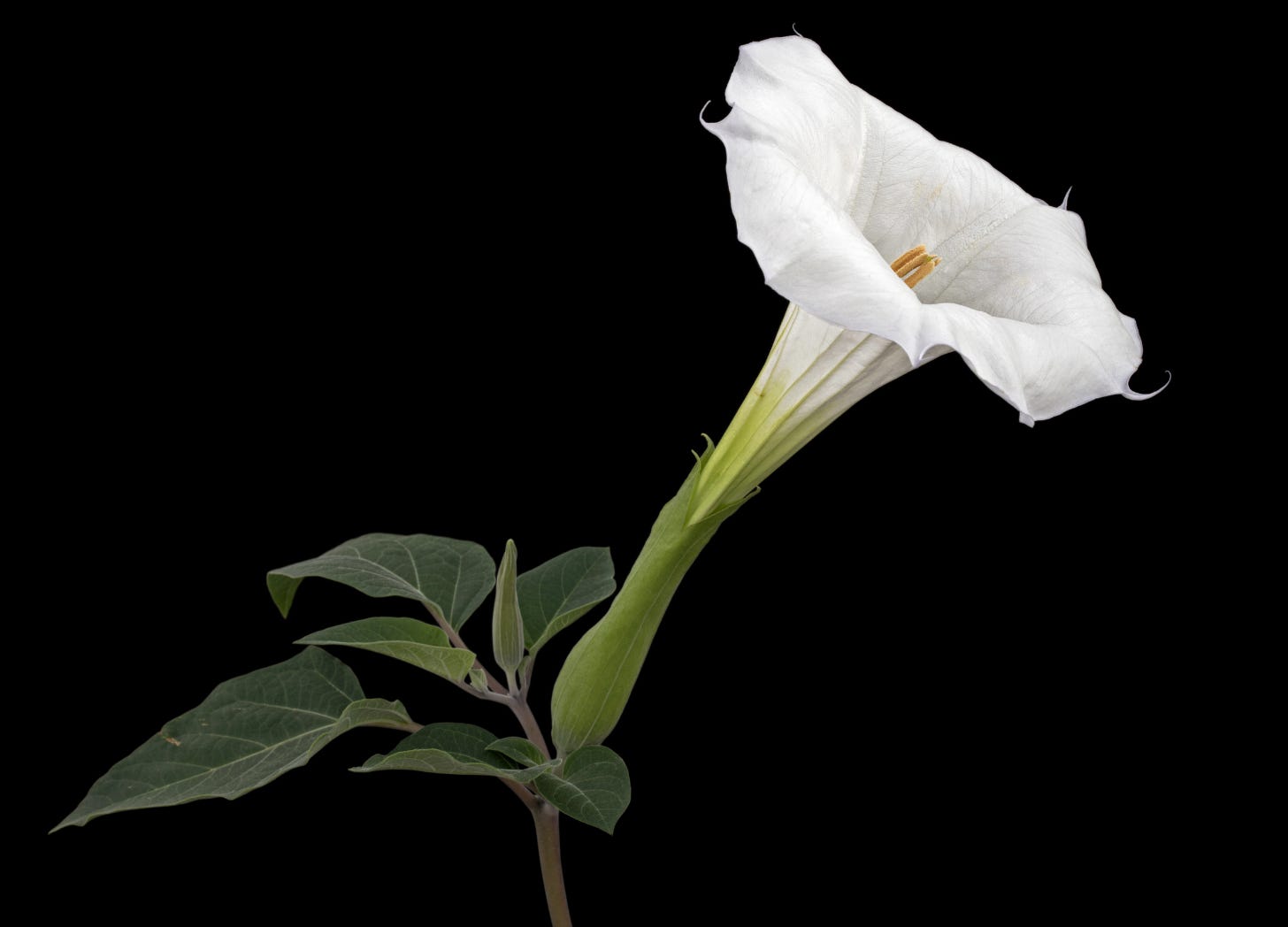 Boracherro: The Flower That Charms & Harms - Tripsitter