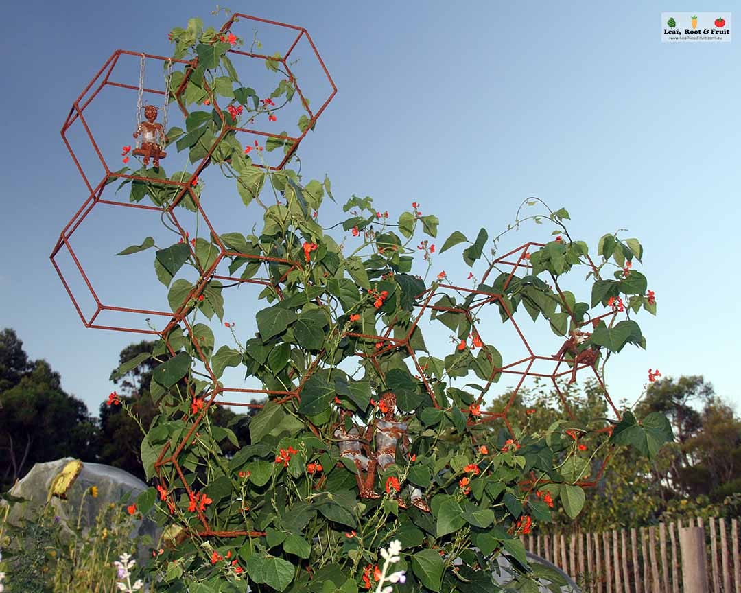 How to Grow Beans - by Duncan Cocking - Leaf, Root & Fruit