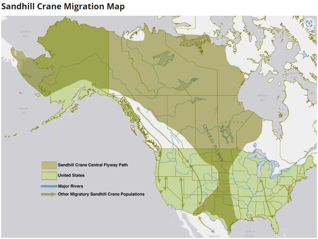 The Magical Mystery of Sandhill Cranes - by Deb Sinness