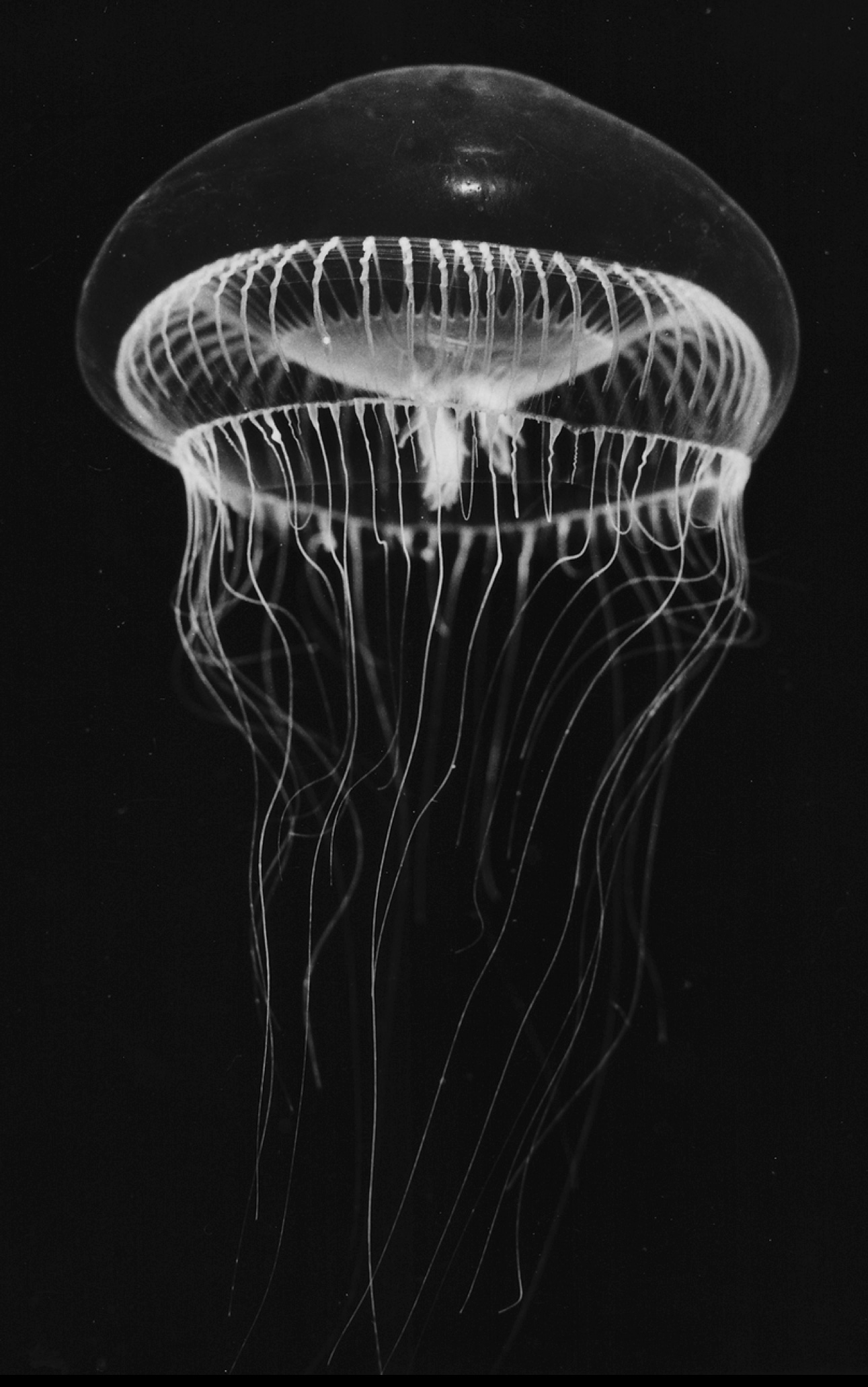 A Brief History of GFP - by Smrithi Sunil - Asimov Press