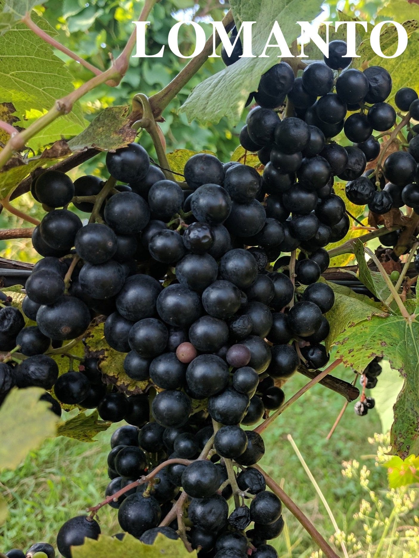Indigenous American Grapes: Proof of Concept - by Tom Wark