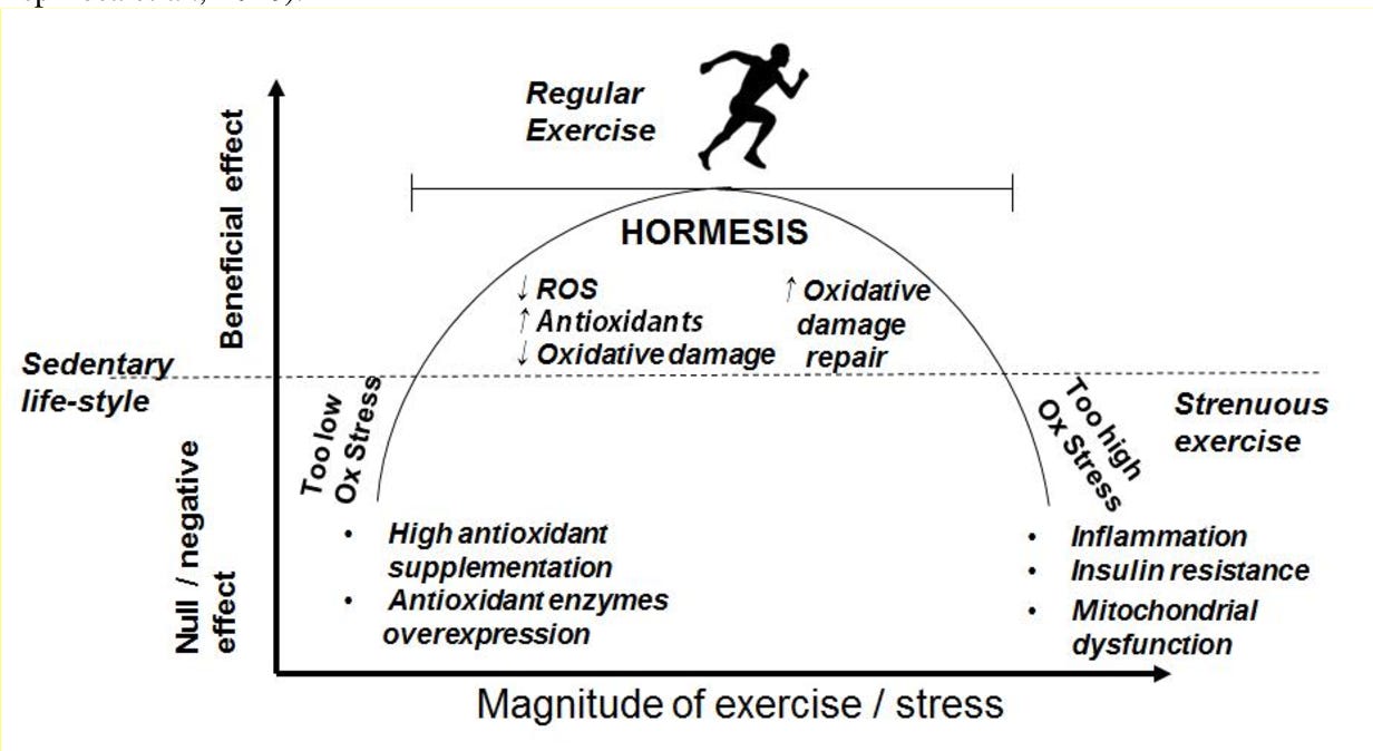 Hormesis: Using Stress to Enhance Health and Longevity