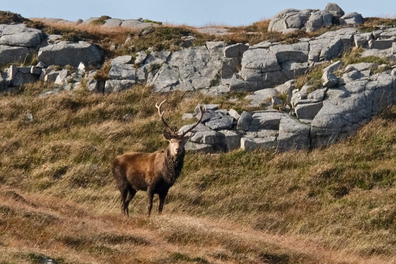 Chasing the Deer - by Alex Massie - The Debatable Land