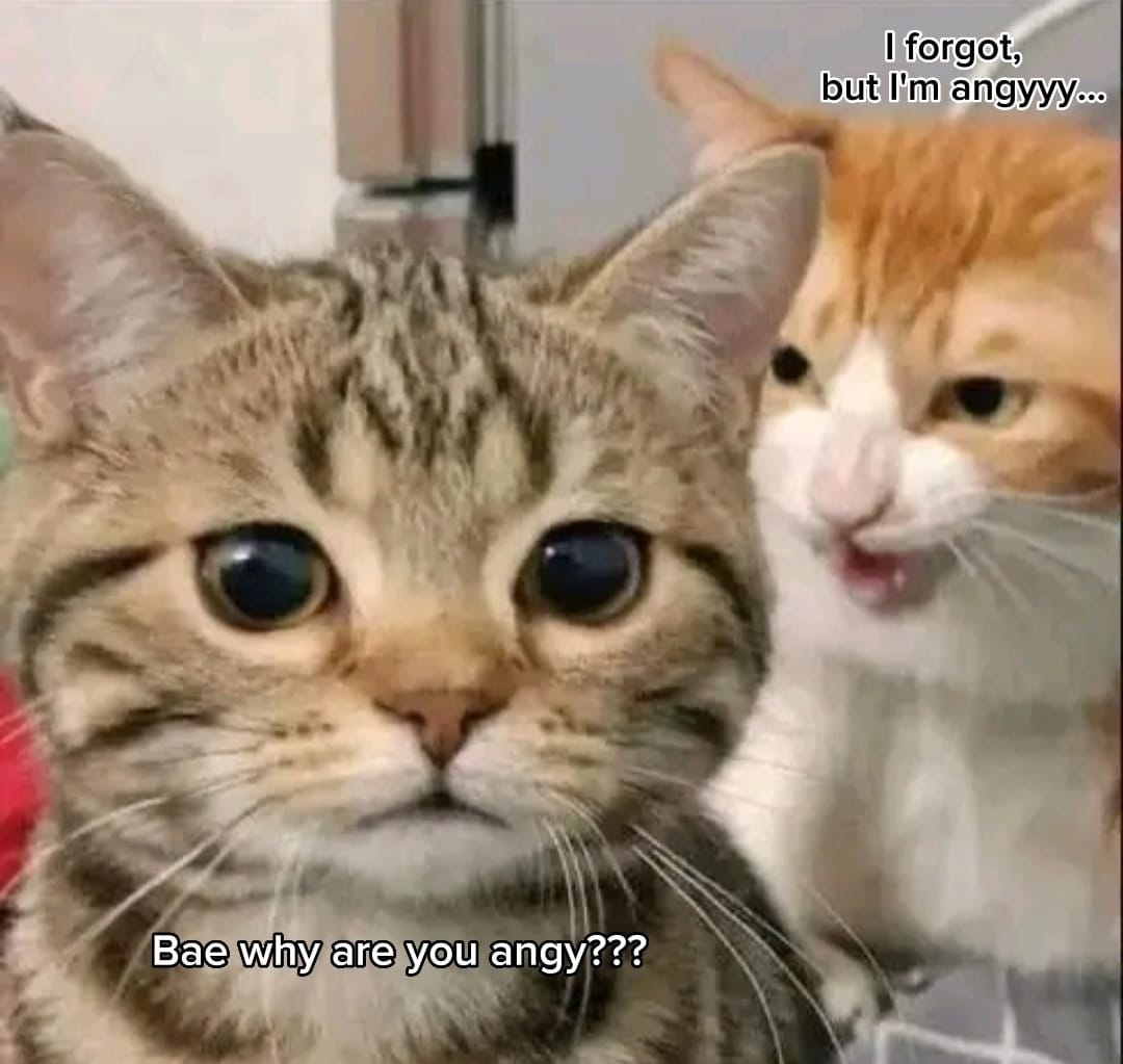 sunday memepool: more cat memes - by el gato malo