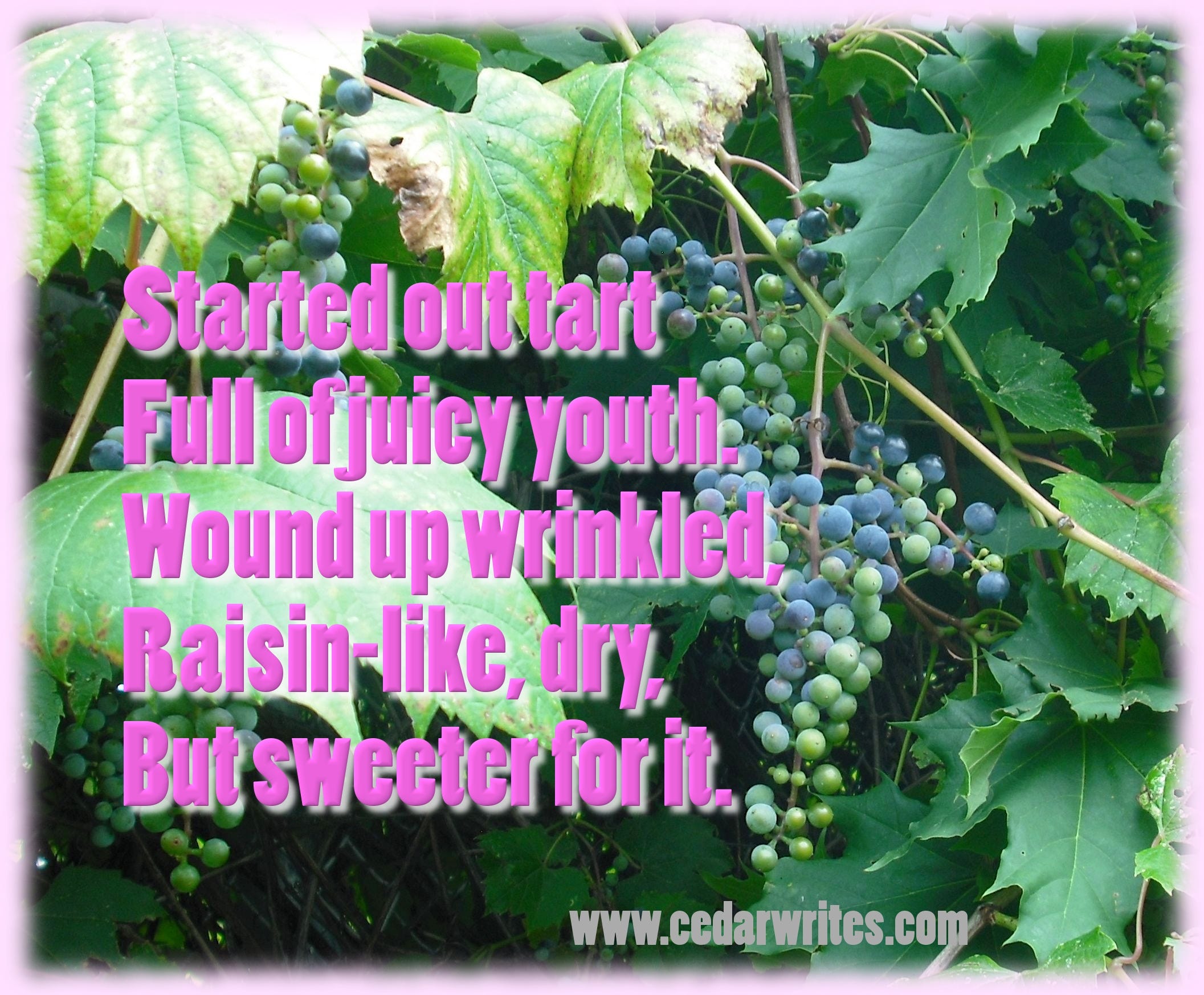 The Metaphor of a Grape - by Cedar Sanderson