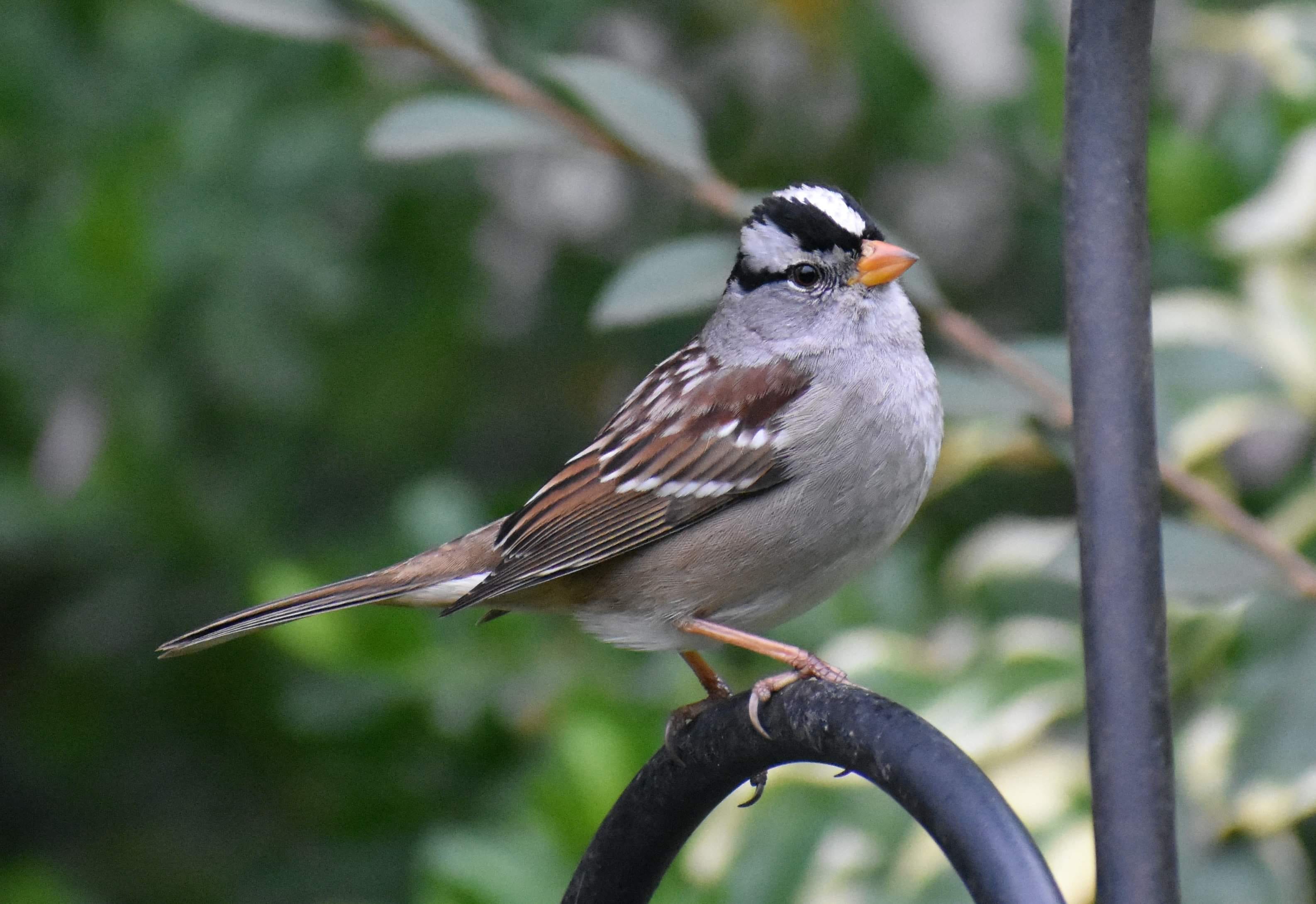 Wildlife Wednesday: In praise of little brown birds