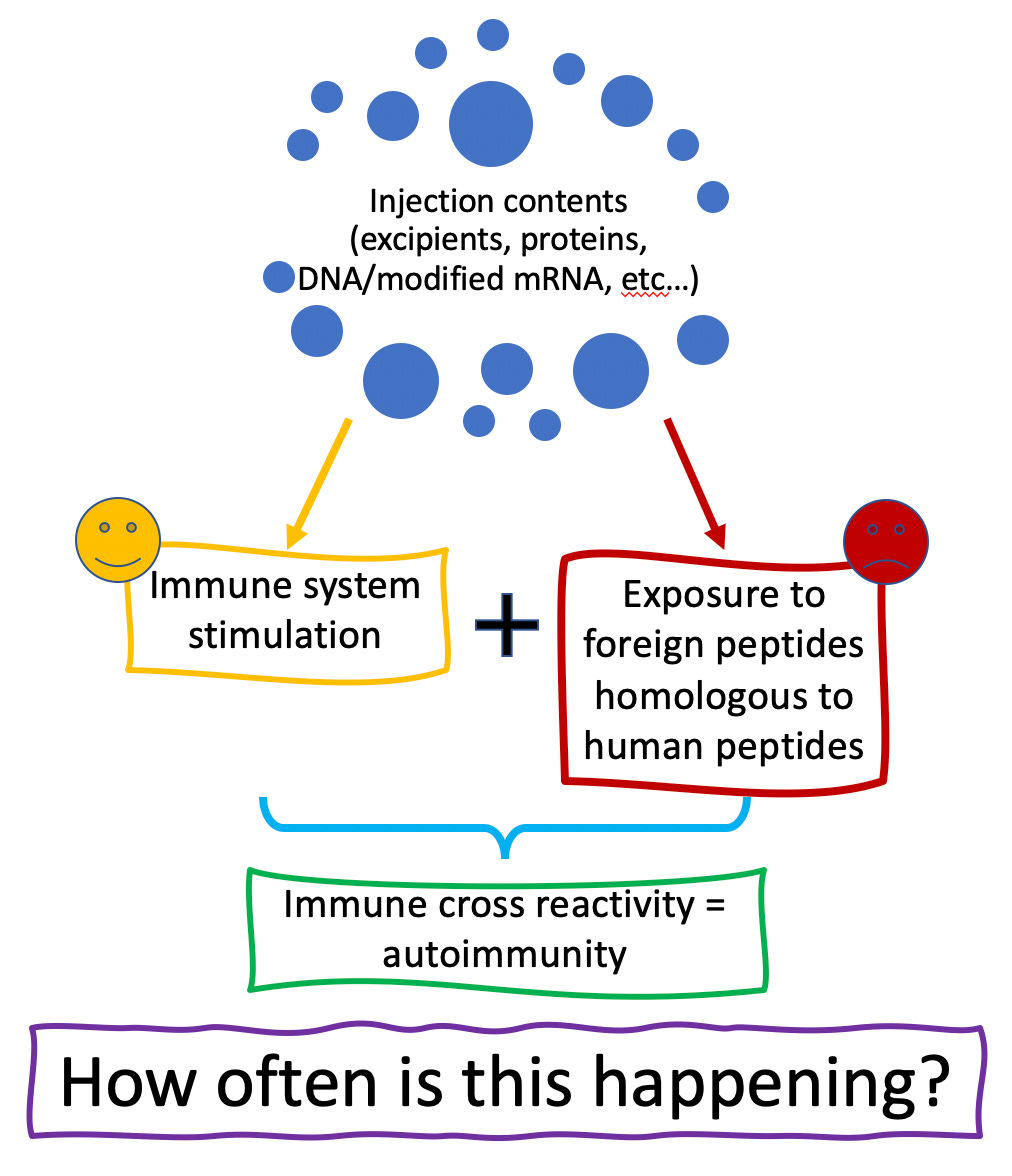 Spike-mediated (CTL)-mediated immunity is NOT autoimmunity