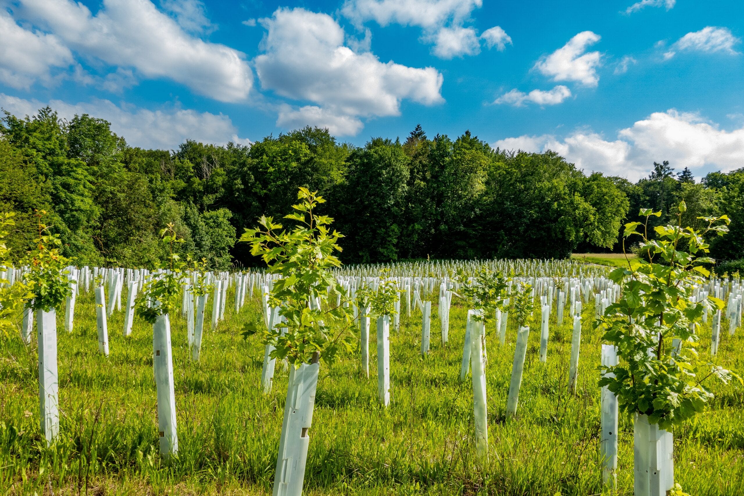 Denmark to plant a billion trees
