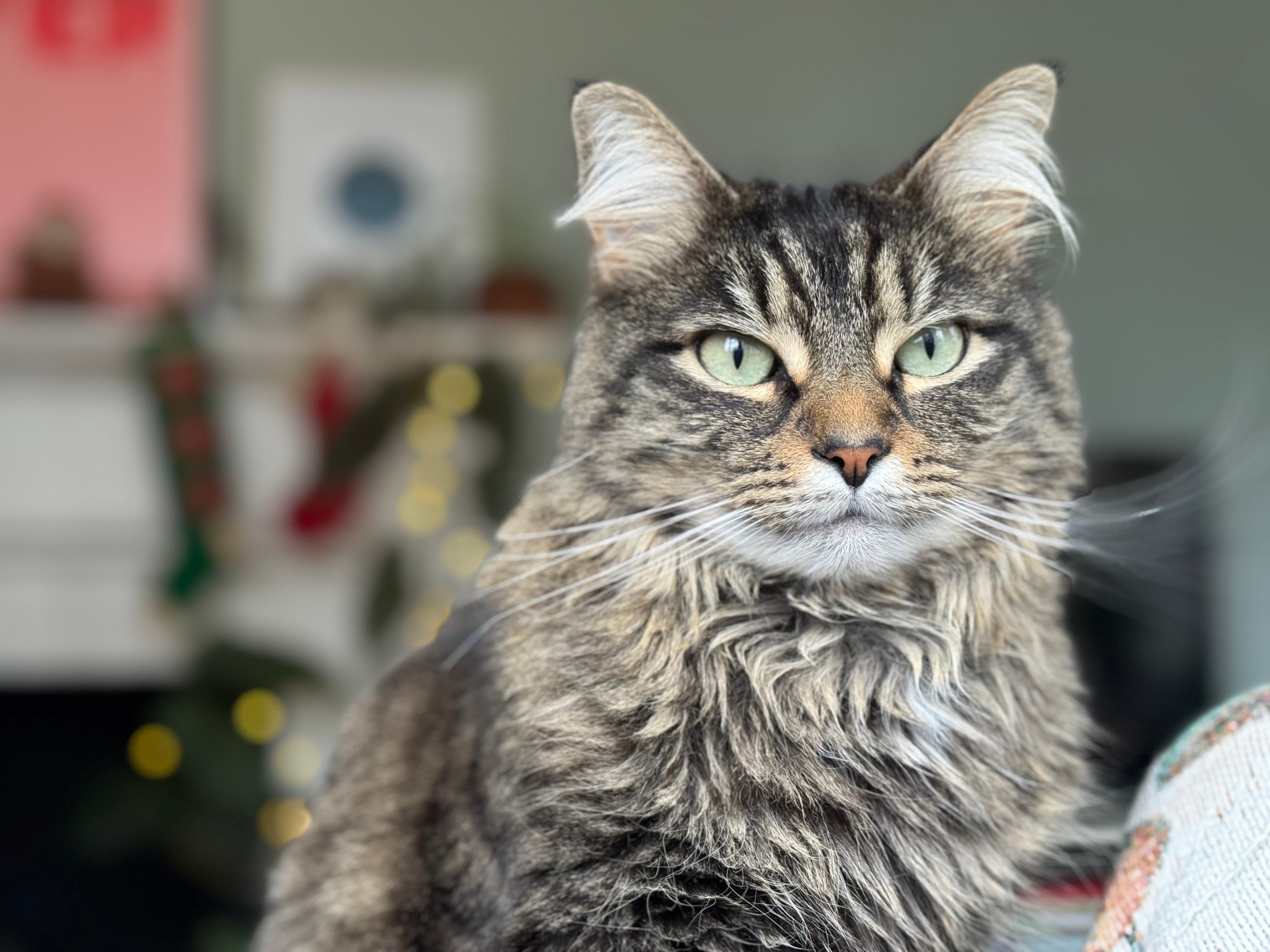 Learning Boundaries With Cats - by Amy Knott Parrish