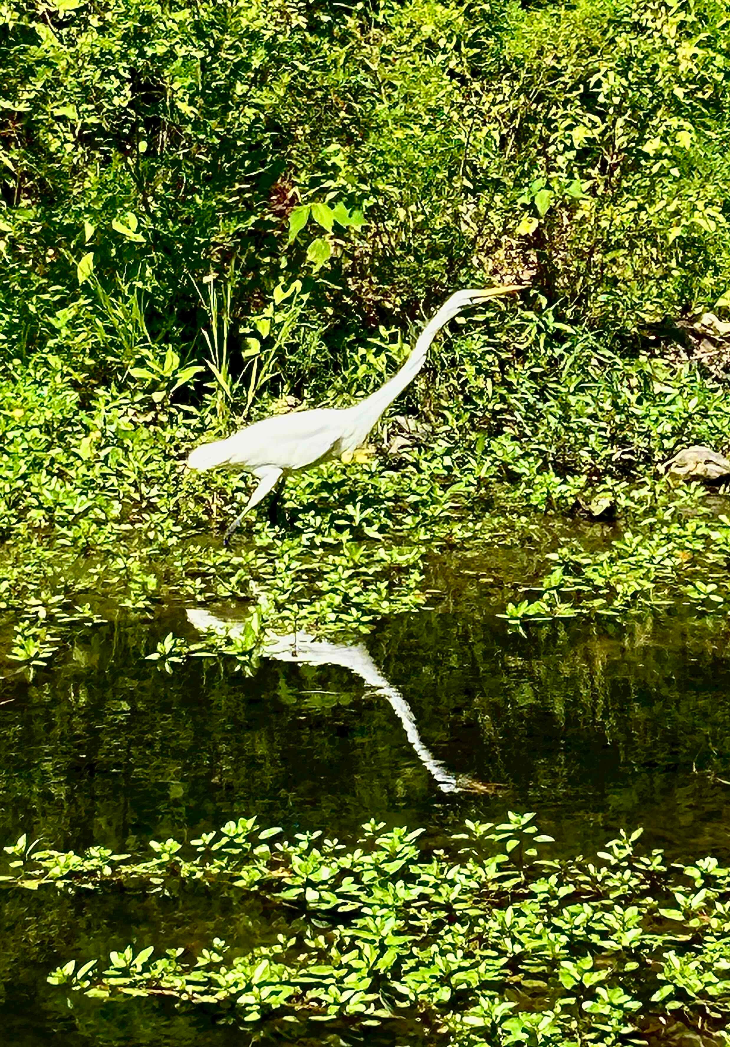 Happy 70th Anniversary - by Andrew Wimmer