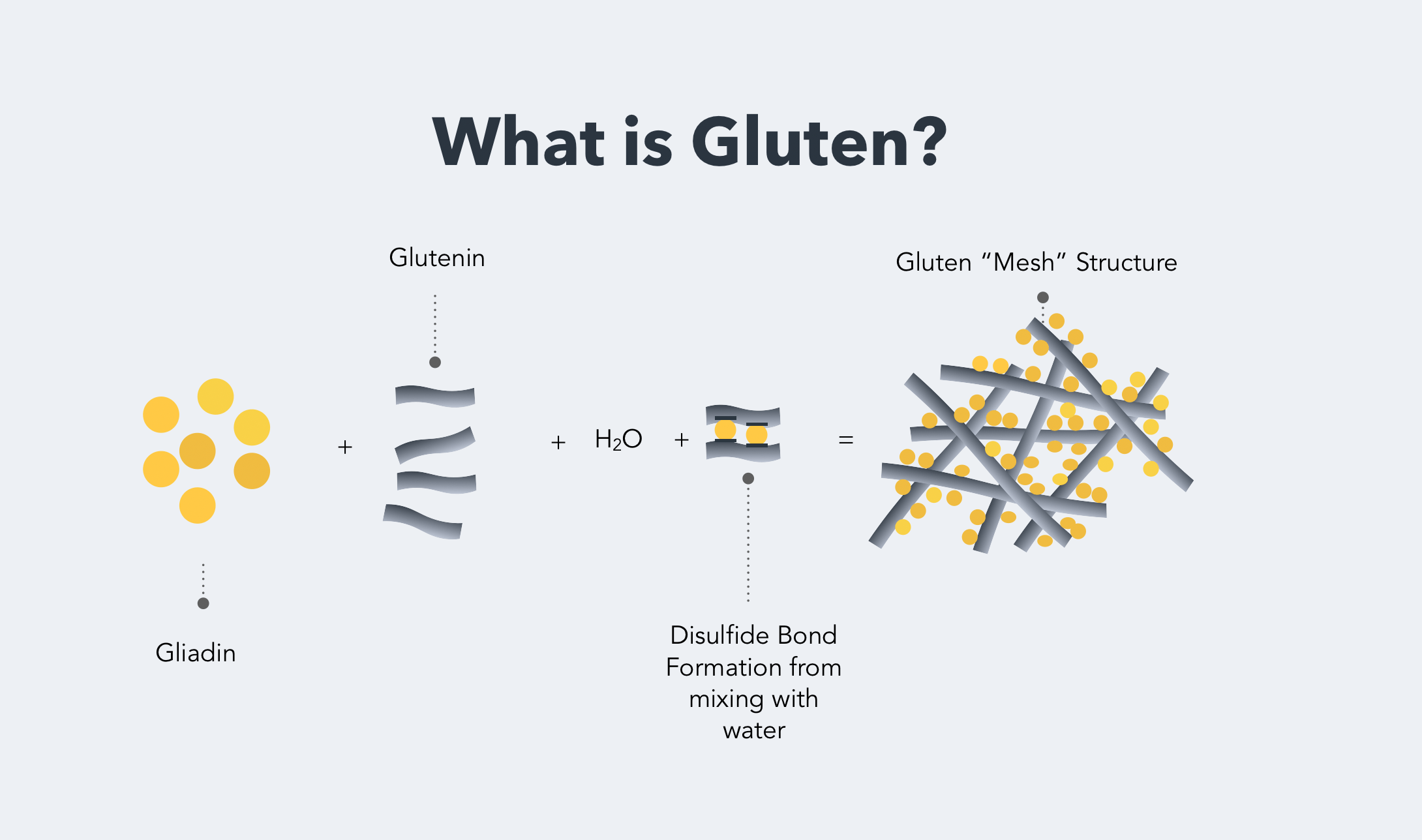 Celiac Disease, the Microbiome, and the Gluten Intolerance Spectrum