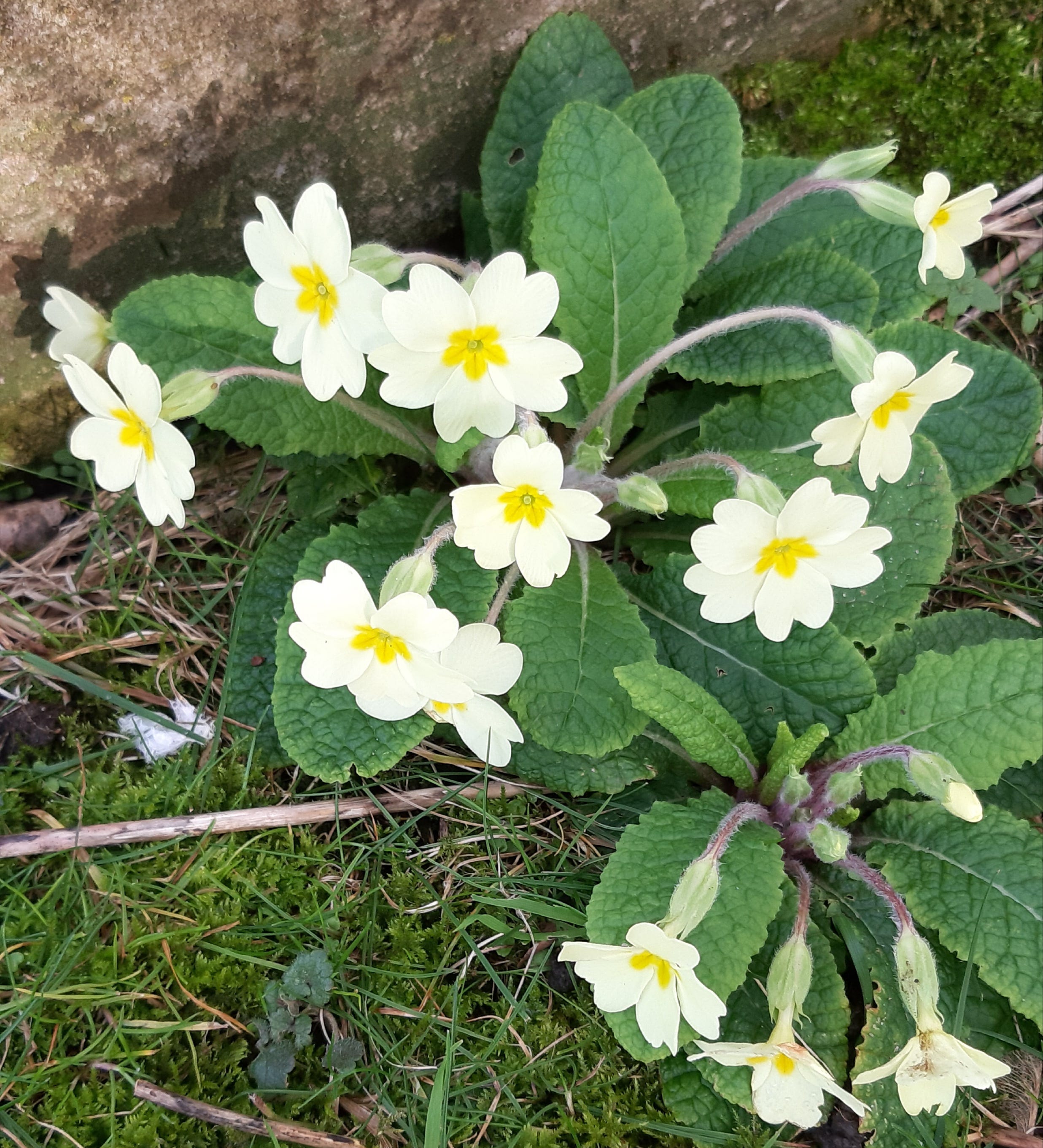 Four Poems for Lent - by Jacqueline Durban - Radical Honey