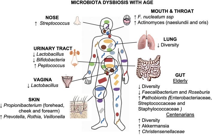 Sequential infection, inflammaging and the microbiome