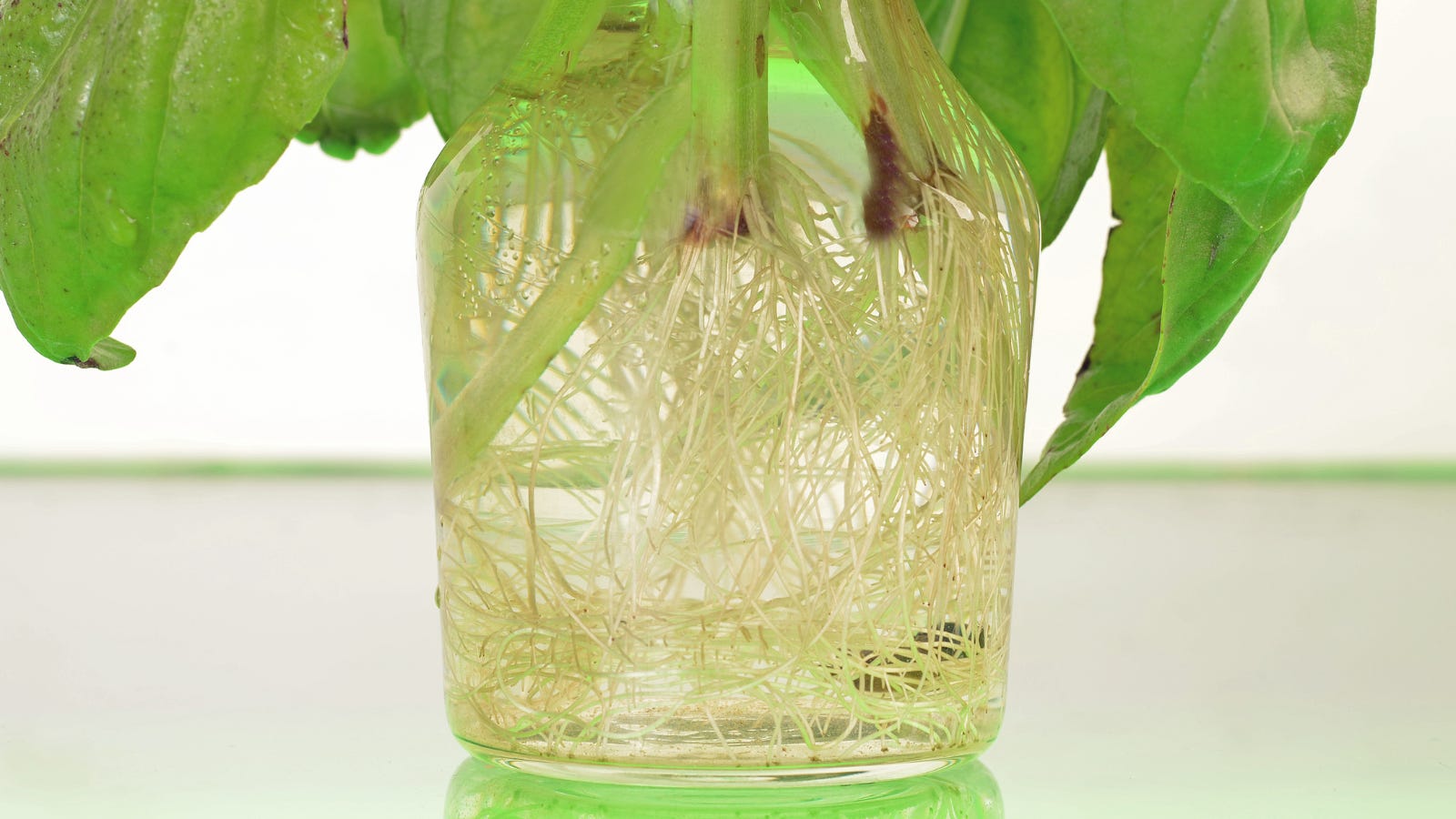 Medicinal mints for your home garden - by Cassandra Quave