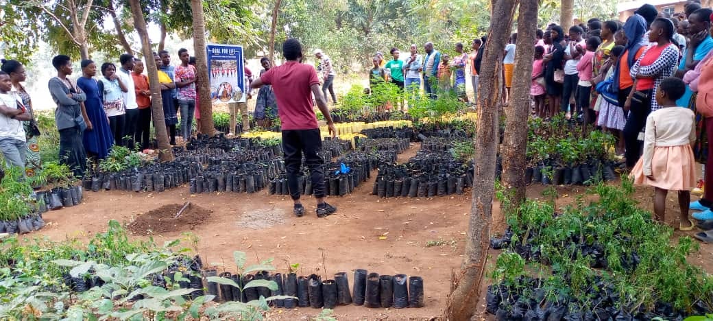 Grassroots Reforestation Efforts Bear Fruit in Malawi City Ward