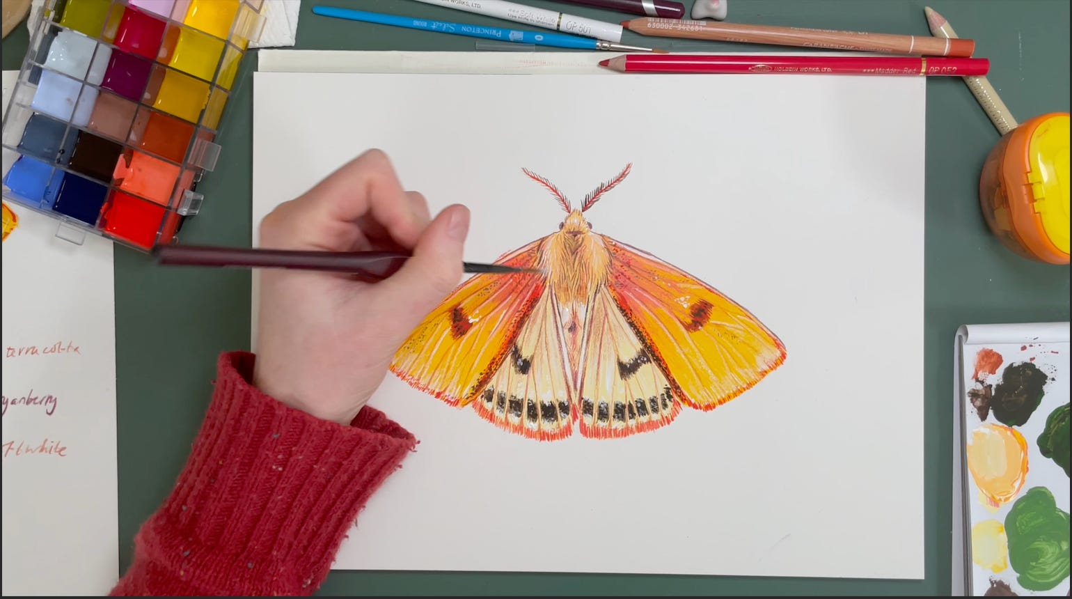 How I Paint : A Clouded Buff Moth - by La Scarlatte