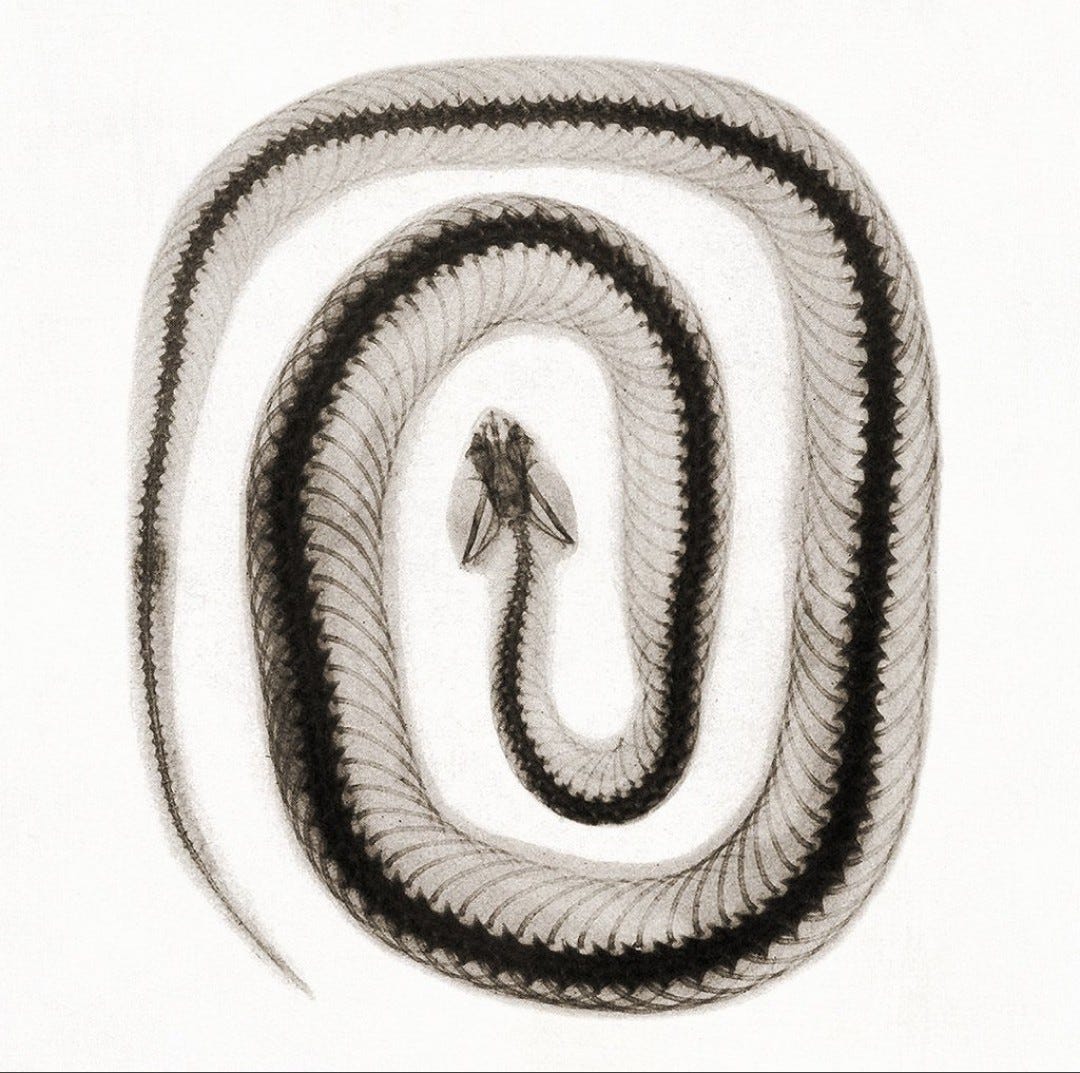 a closeness that i chase beyond reason - by sonja ringo