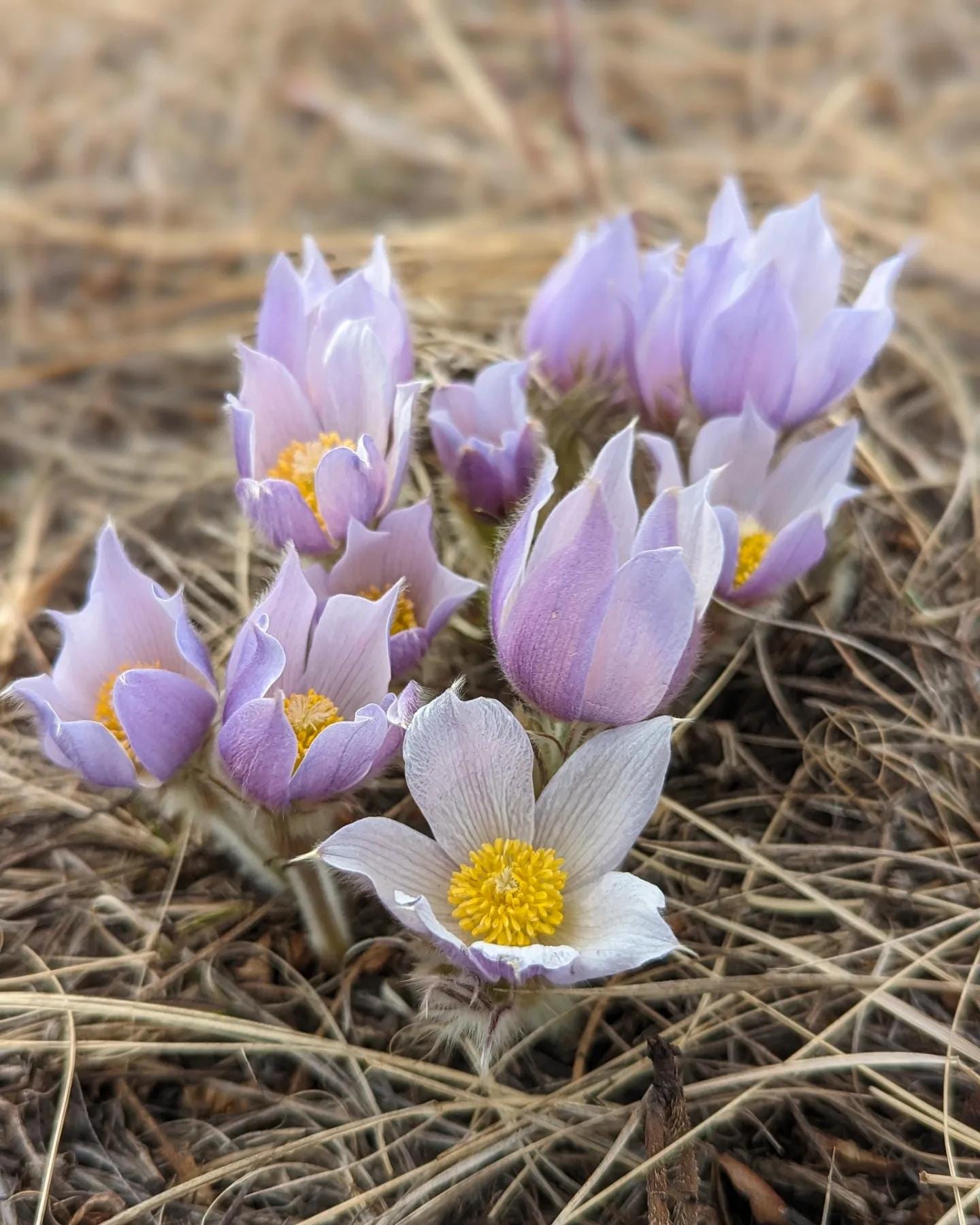 Spotting Signs of Spring - by Annalise and Cailynn