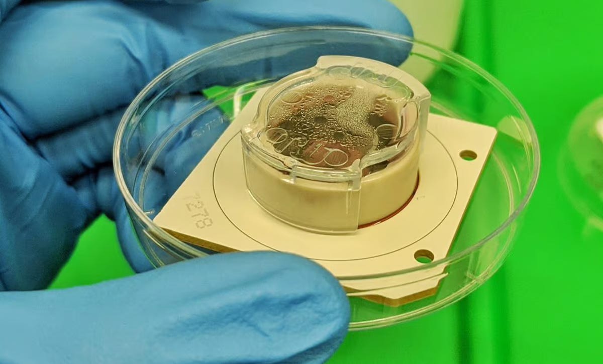 New 'Organoid Robot' Uses Lab-Grown Human Brain Organoids To Mimic ...