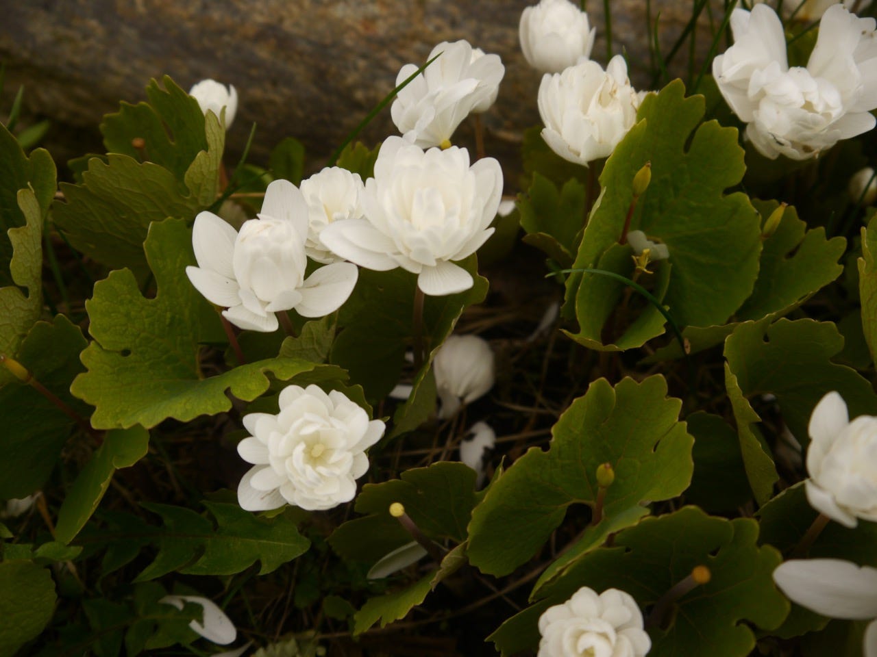 Double Bloodroot - by Kristina Stykos