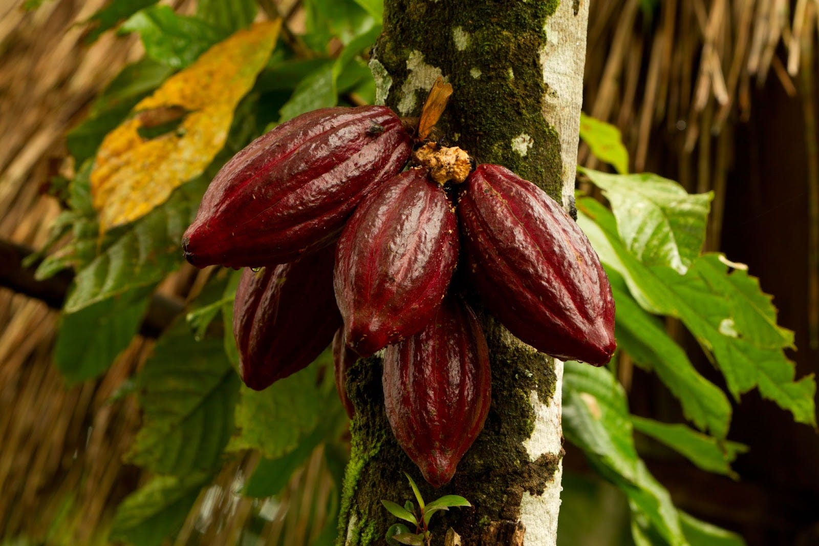 The Cocoa Supply Chain: On Monocropping and Financial Hedging