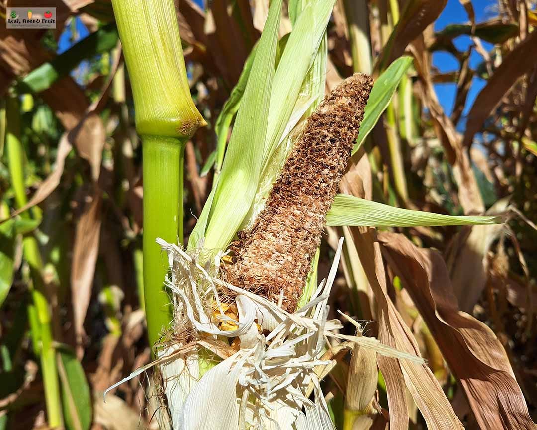 How to Grow Sweet Corn - by Duncan Cocking